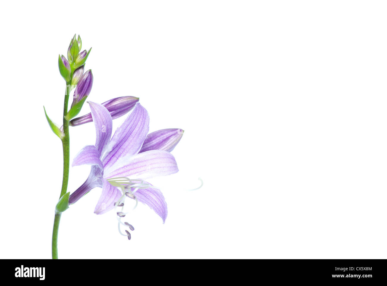 Lovely garden Cut Out Stock Images & Pictures - Alamy