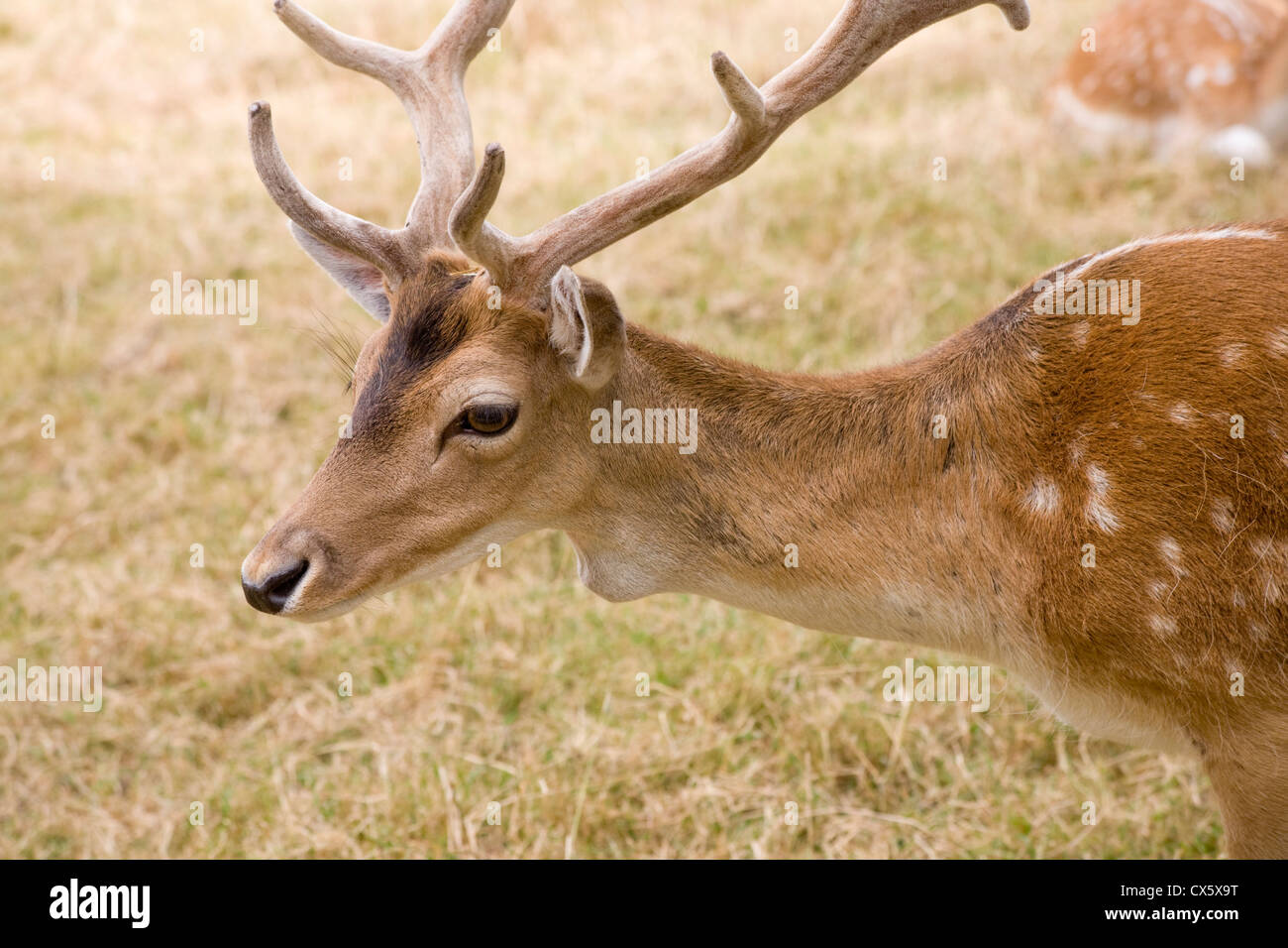 Male fallow deer buck antlers hi-res stock photography and images - Alamy