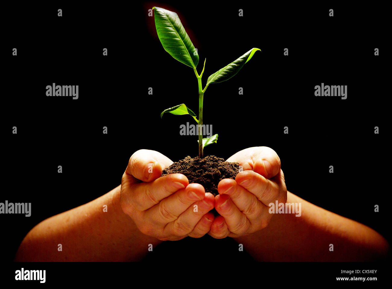 Hands holding sapling in soil on black Stock Photo - Alamy