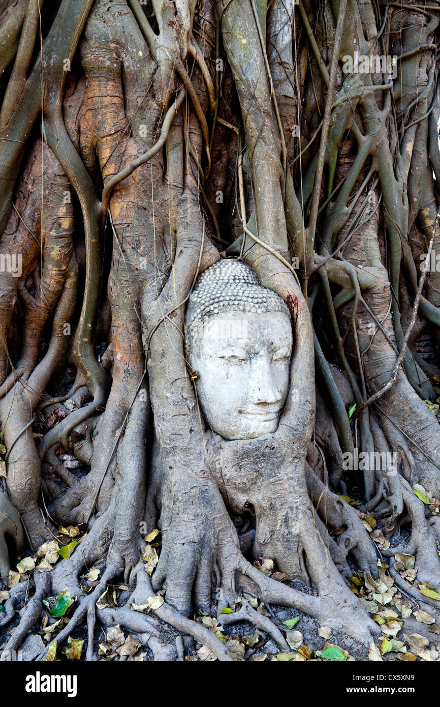 Buddha tree hi-res stock photography and images - Alamy