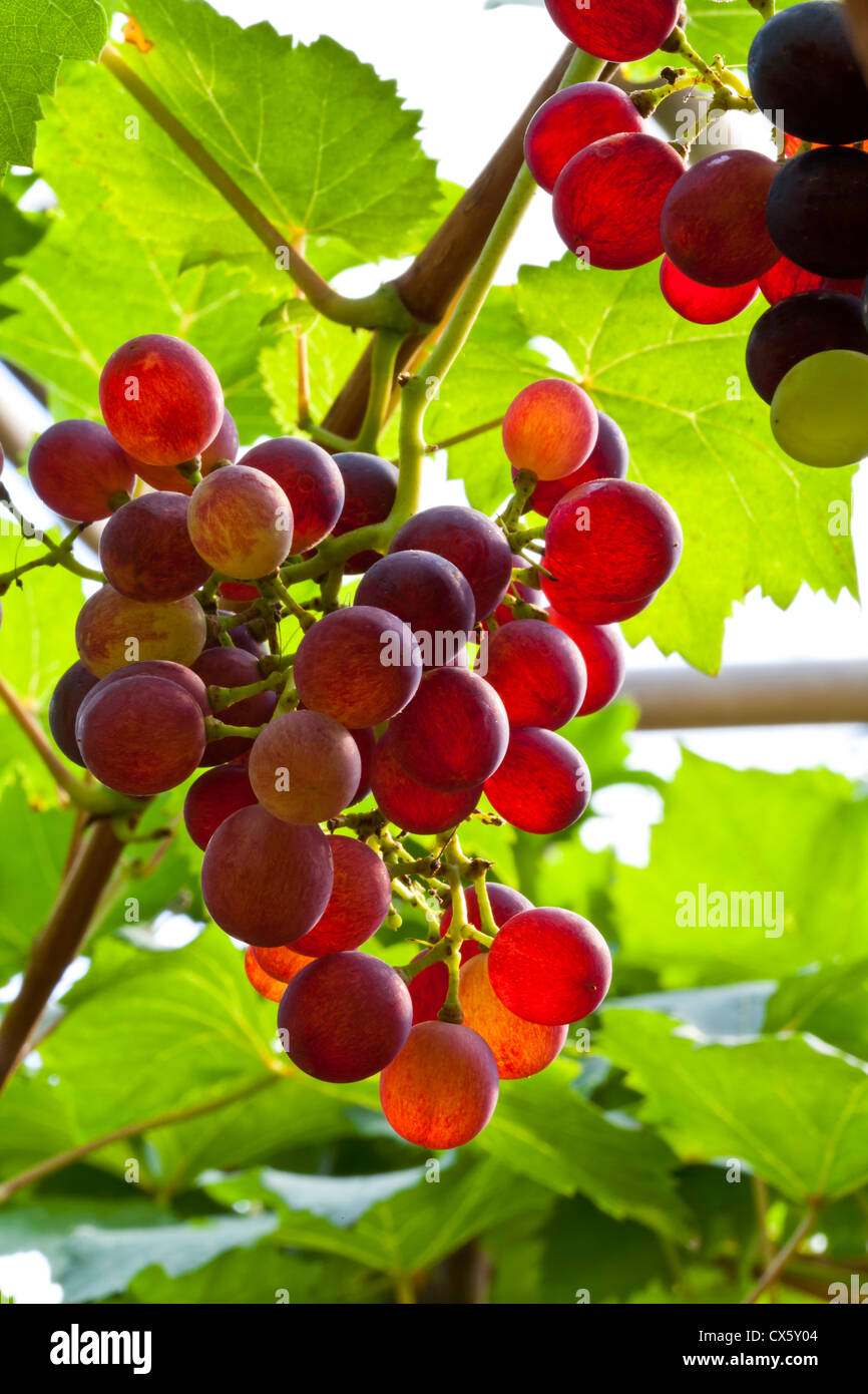 Bundle of grapes hi-res stock photography and images - Alamy