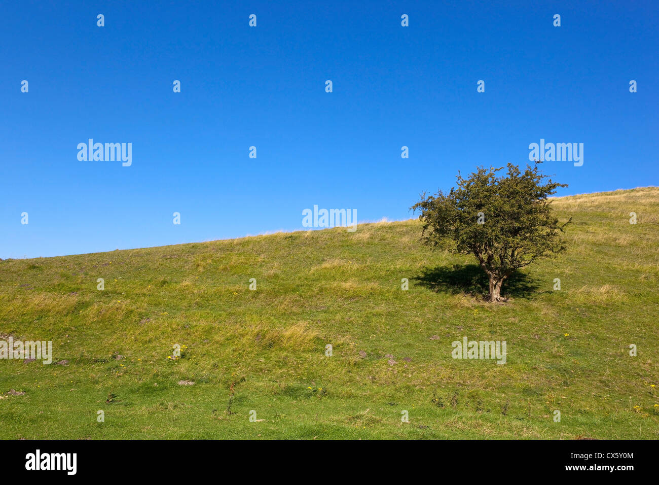 A lone hawthorn tree growing on the side of a hill in a lush green ...
