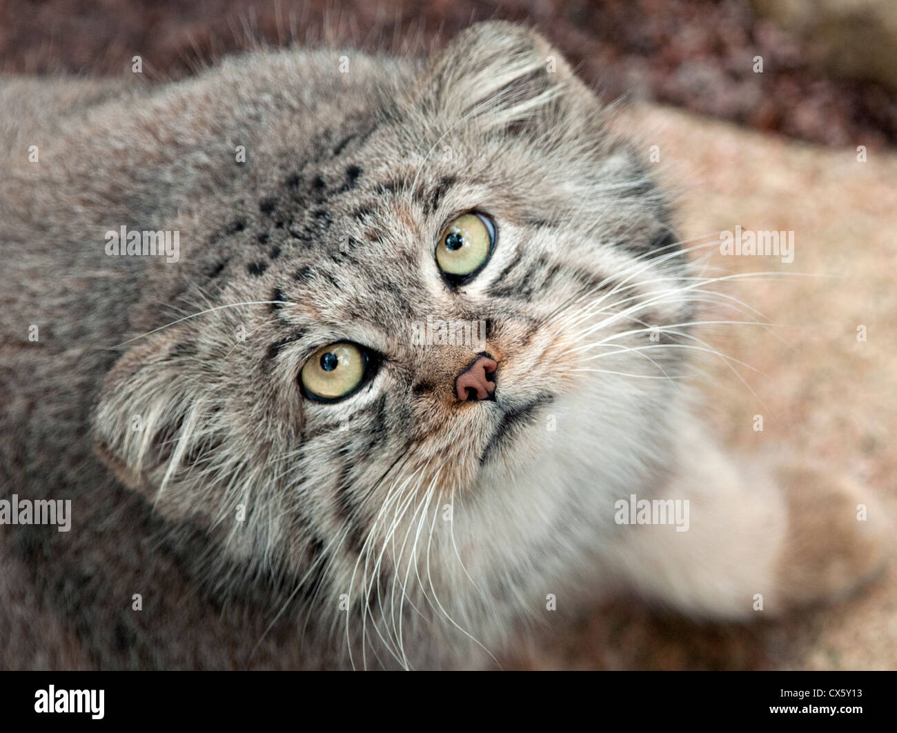 Pallas cat looking towards camera Stock Photo - Alamy
