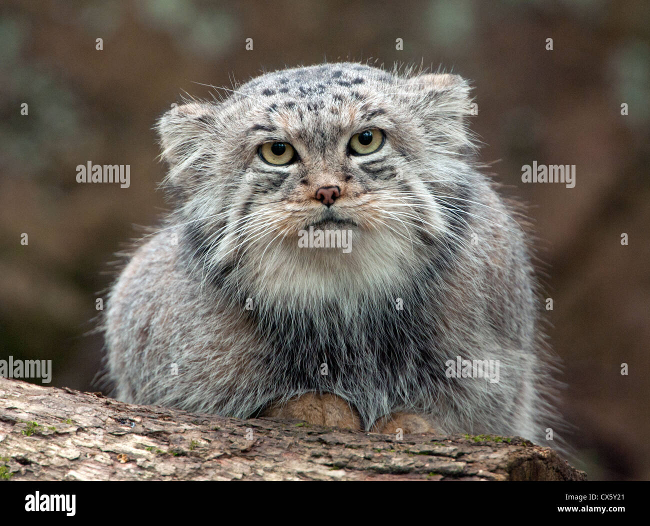 Pallas cat hi-res stock photography and images - Alamy