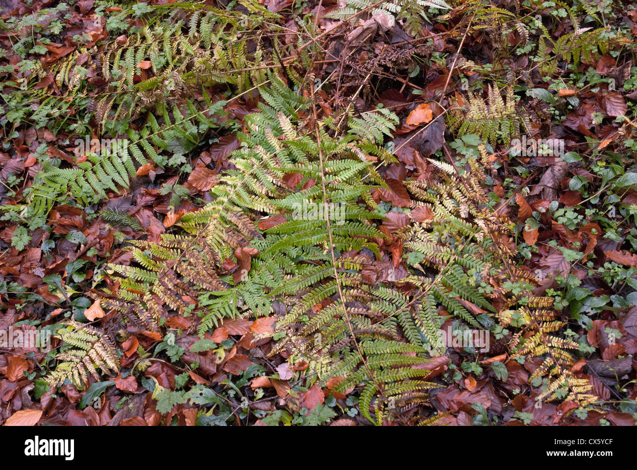 Bracken leaf hi-res stock photography and images - Alamy