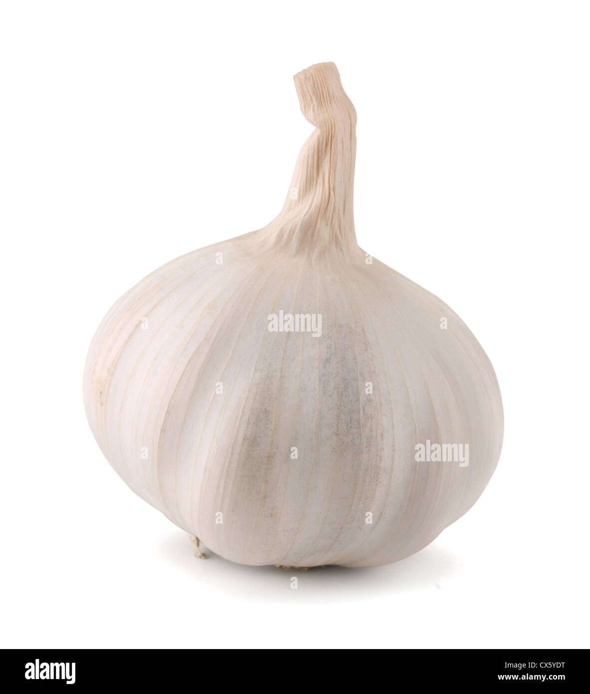 Single whole white garlic isolated on white Stock Photo - Alamy