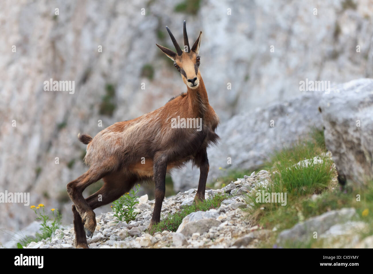 chamois (Rupicapra Carpatica Stock Photo - Alamy