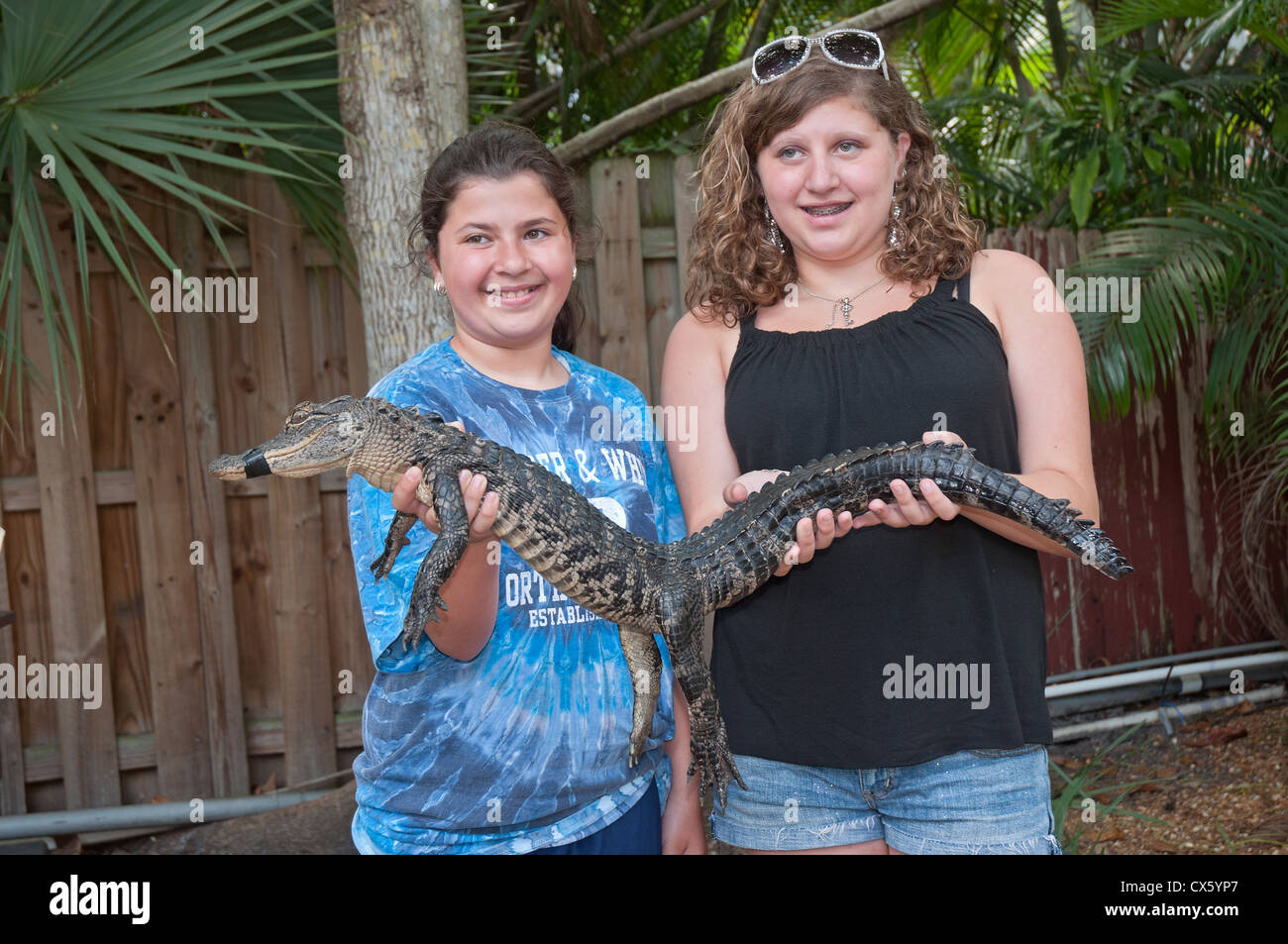 Alligator photos hi-res stock photography and images - Alamy
