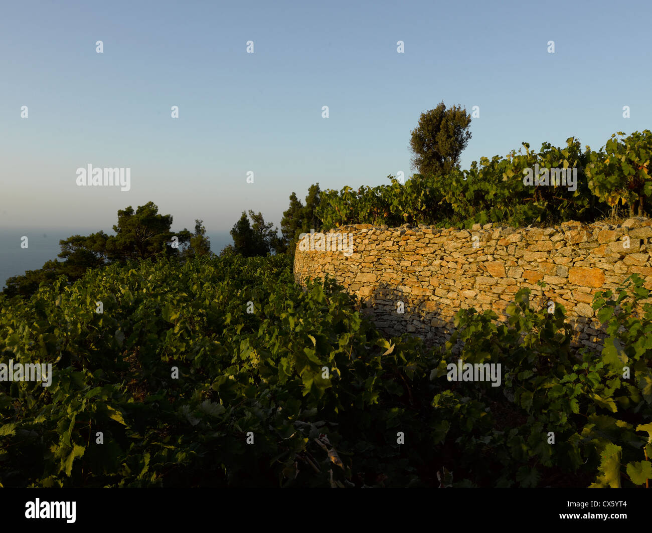 Vineyard and dry stone wall Stock Photo - Alamy
