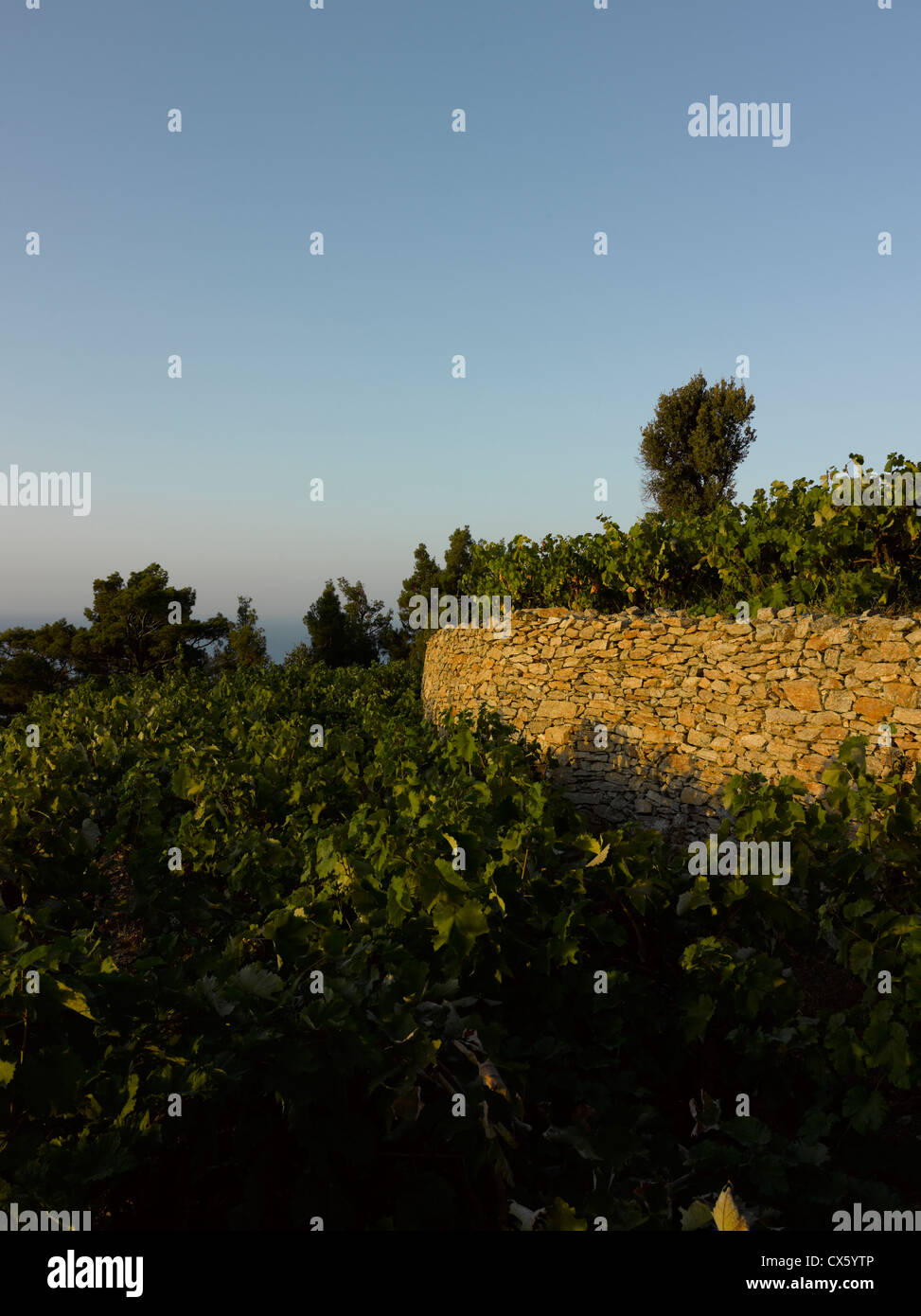 Vineyard and dry stone wall Stock Photo - Alamy
