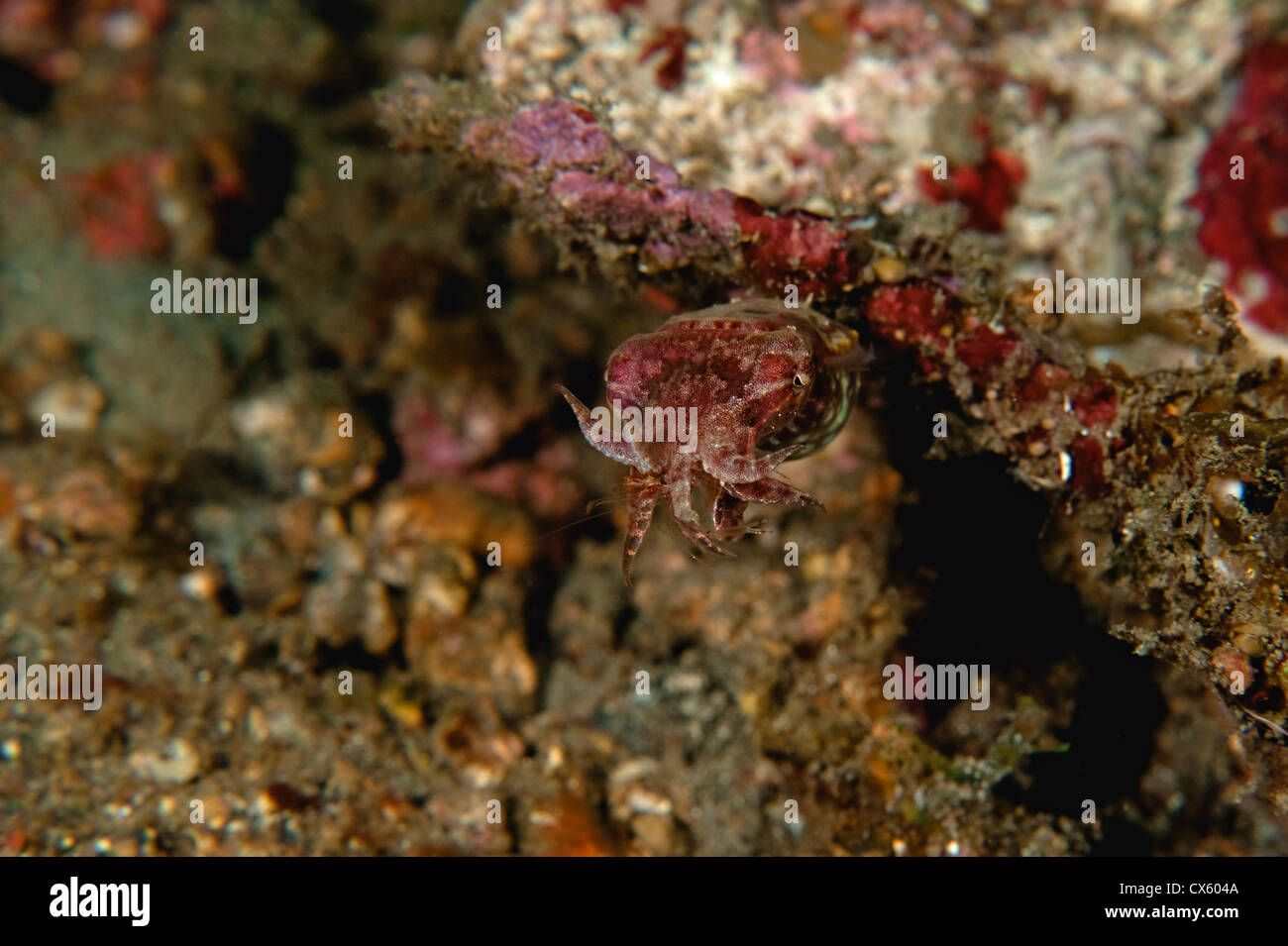 A Pygmy Cuttlefish in Lembeh Strait, North Sulawesi Stock Photo - Alamy
