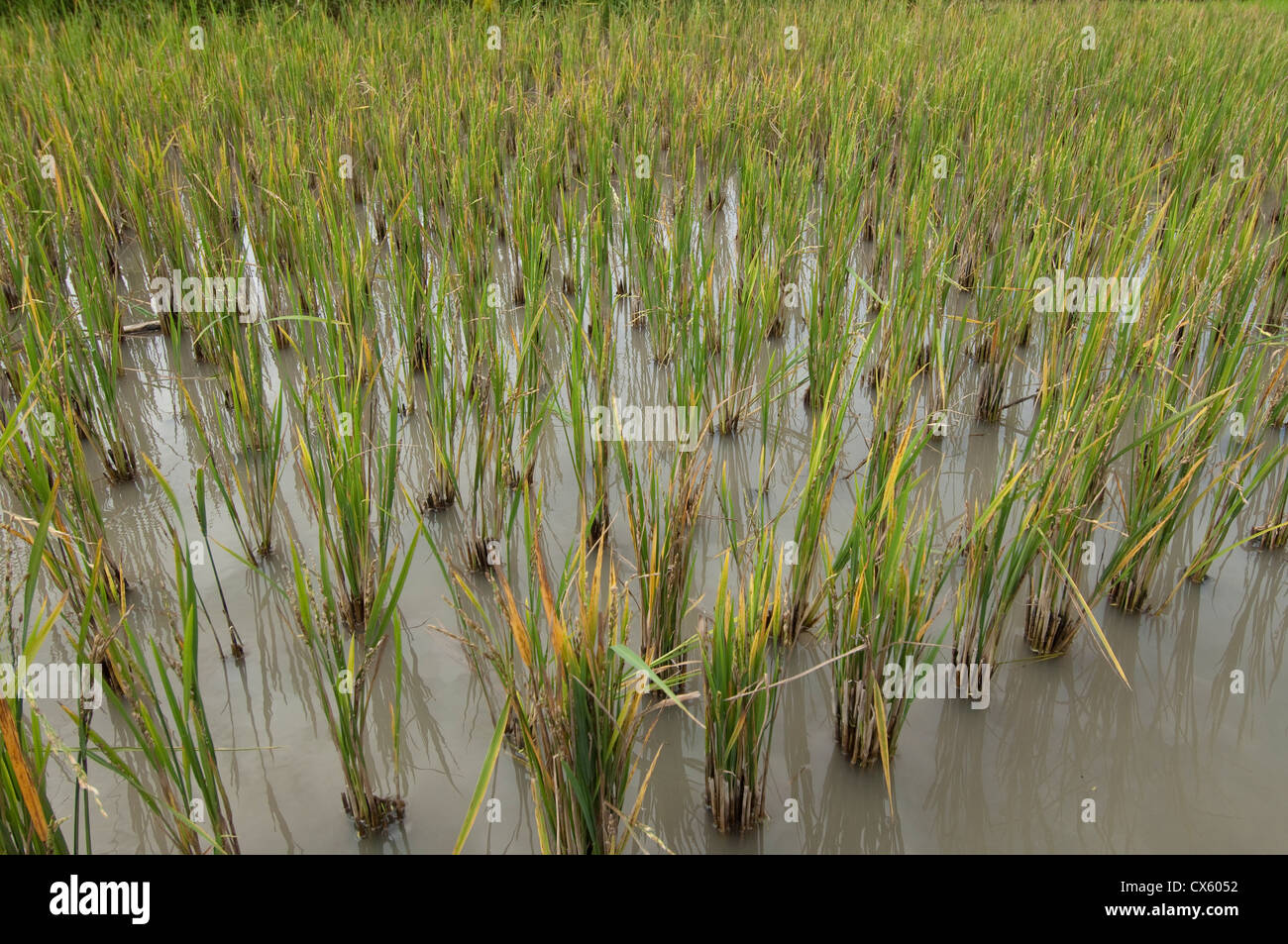 Rice plants growing in water in the rice paddies in North Sulawesi ...