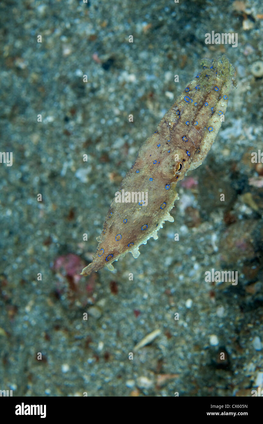 Octopus swimming hi-res stock photography and images - Alamy