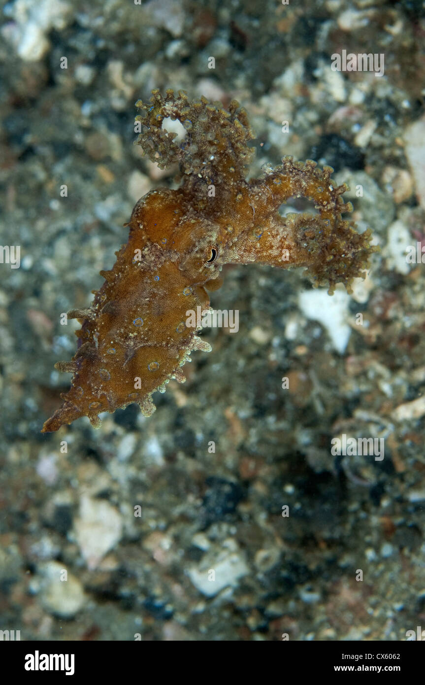 Octopus locomotion hi-res stock photography and images - Alamy