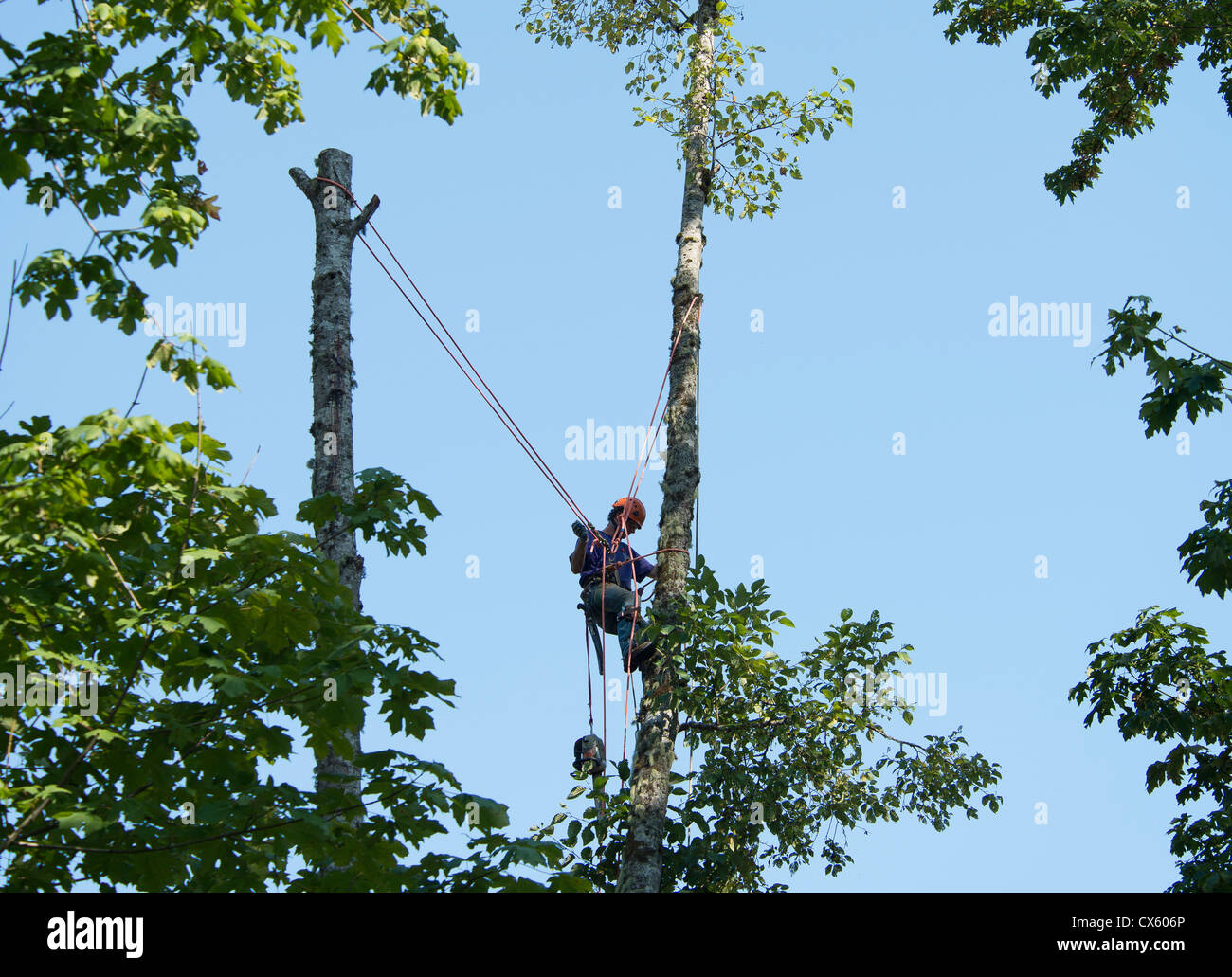 A tree trimmer secures his safety harness before topping a tree Stock ...