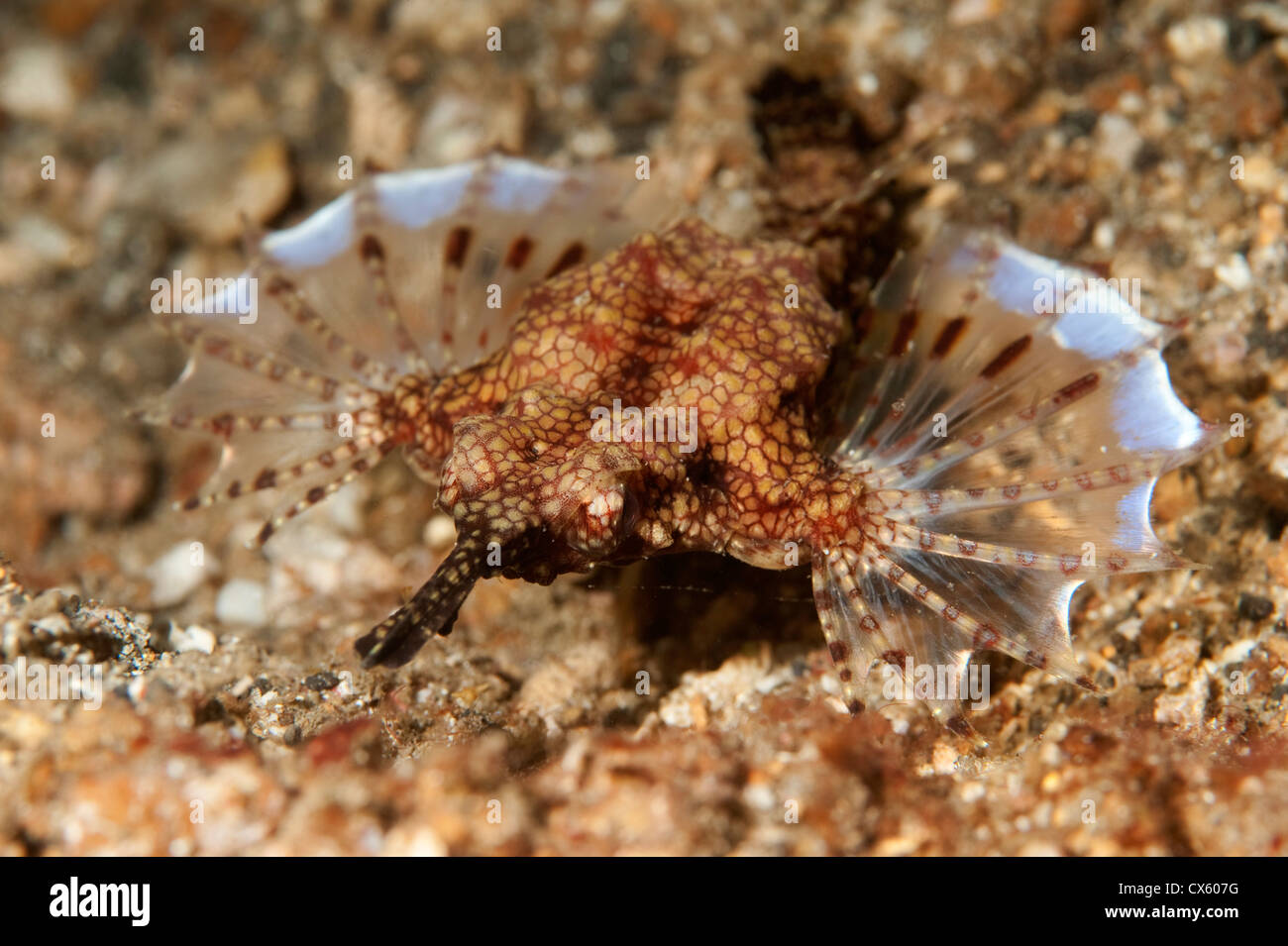 Dragon pegasus High Resolution Stock Photography and Images - Alamy