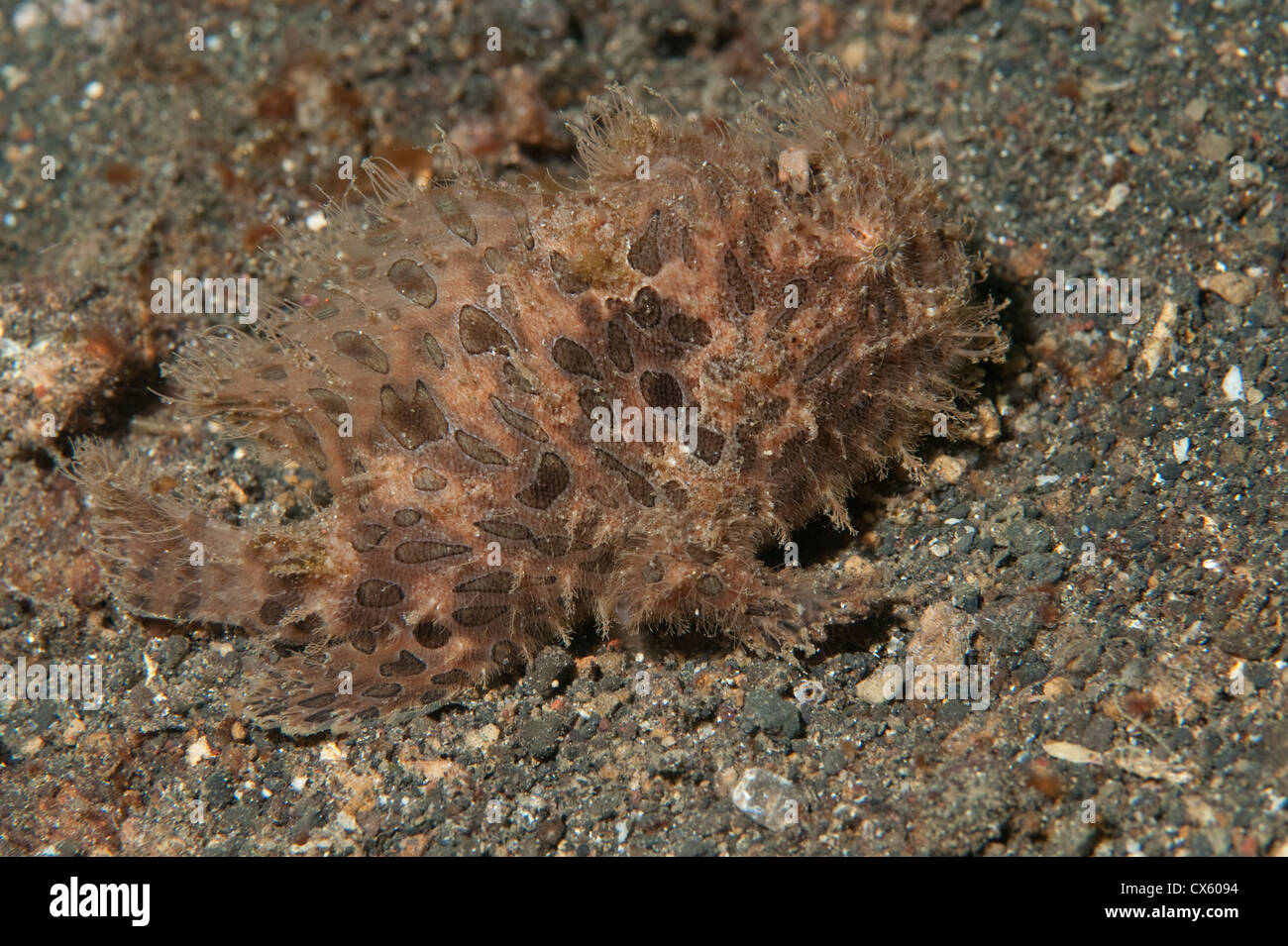 A Hairy Frogfish on a reef in North Sulawesi Stock Photo - Alamy