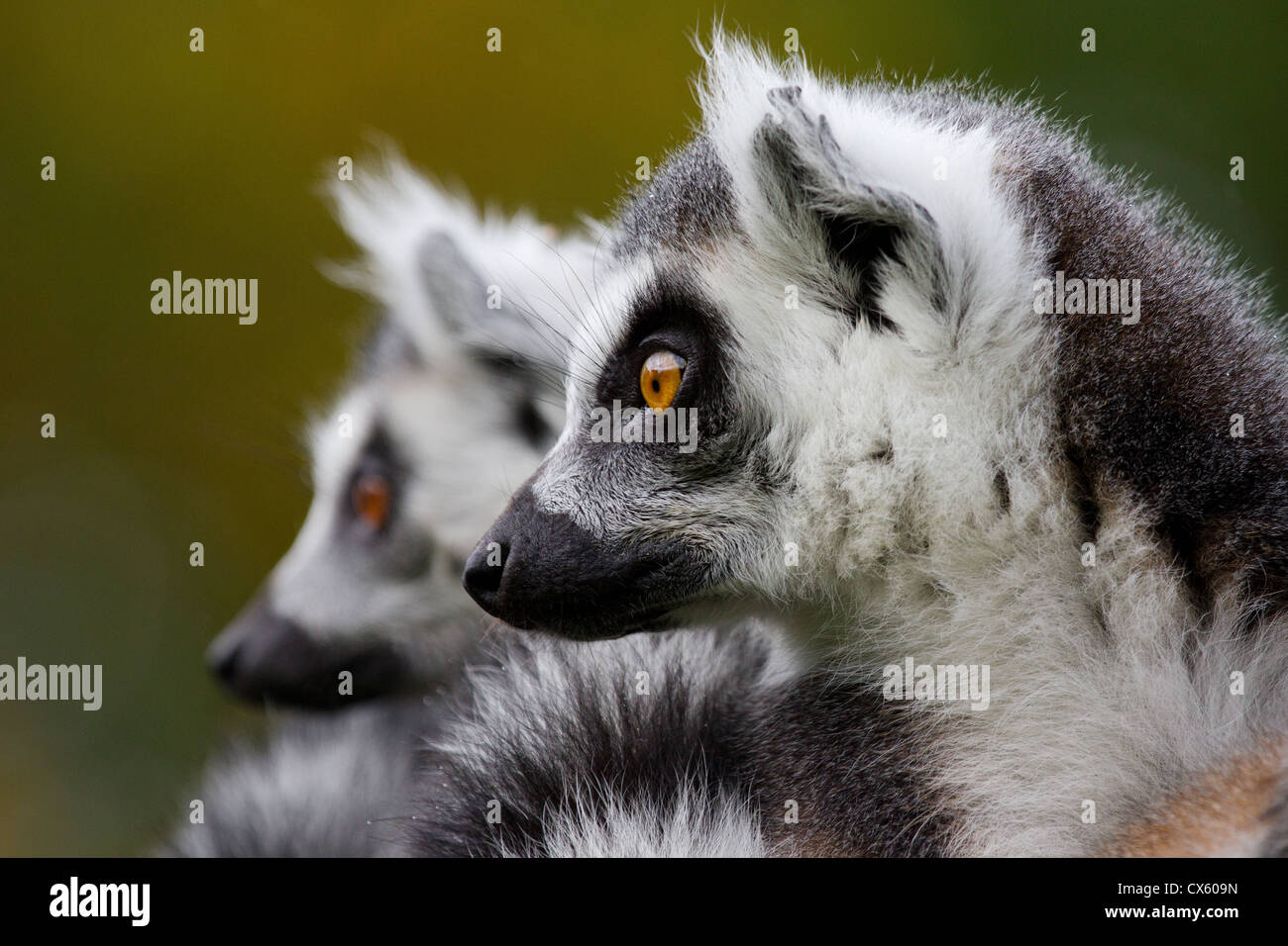 Two ring-tailed lemurs Stock Photo - Alamy