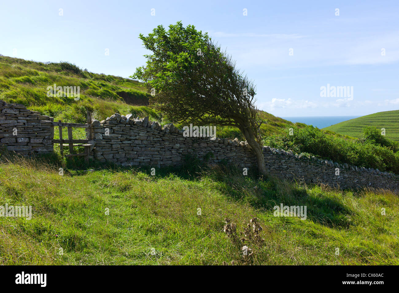 Sambucus nigra - Elderflower and dry stone wall on a coastal footpath ...