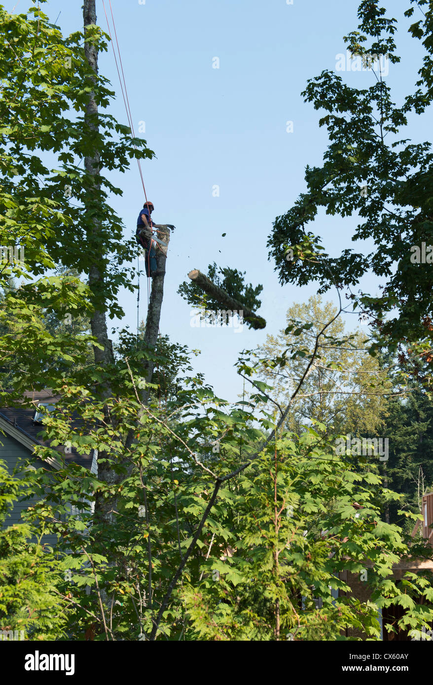 Lumberjack hi-res stock photography and images - Alamy