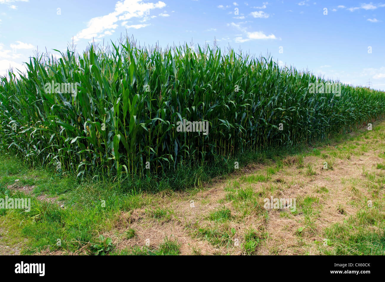 Monoculture Stock Photos & Monoculture Stock Images - Alamy