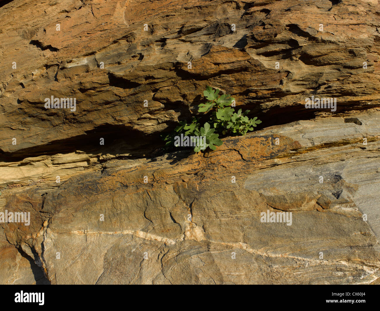 Fig tree growing out of rock Stock Photo - Alamy
