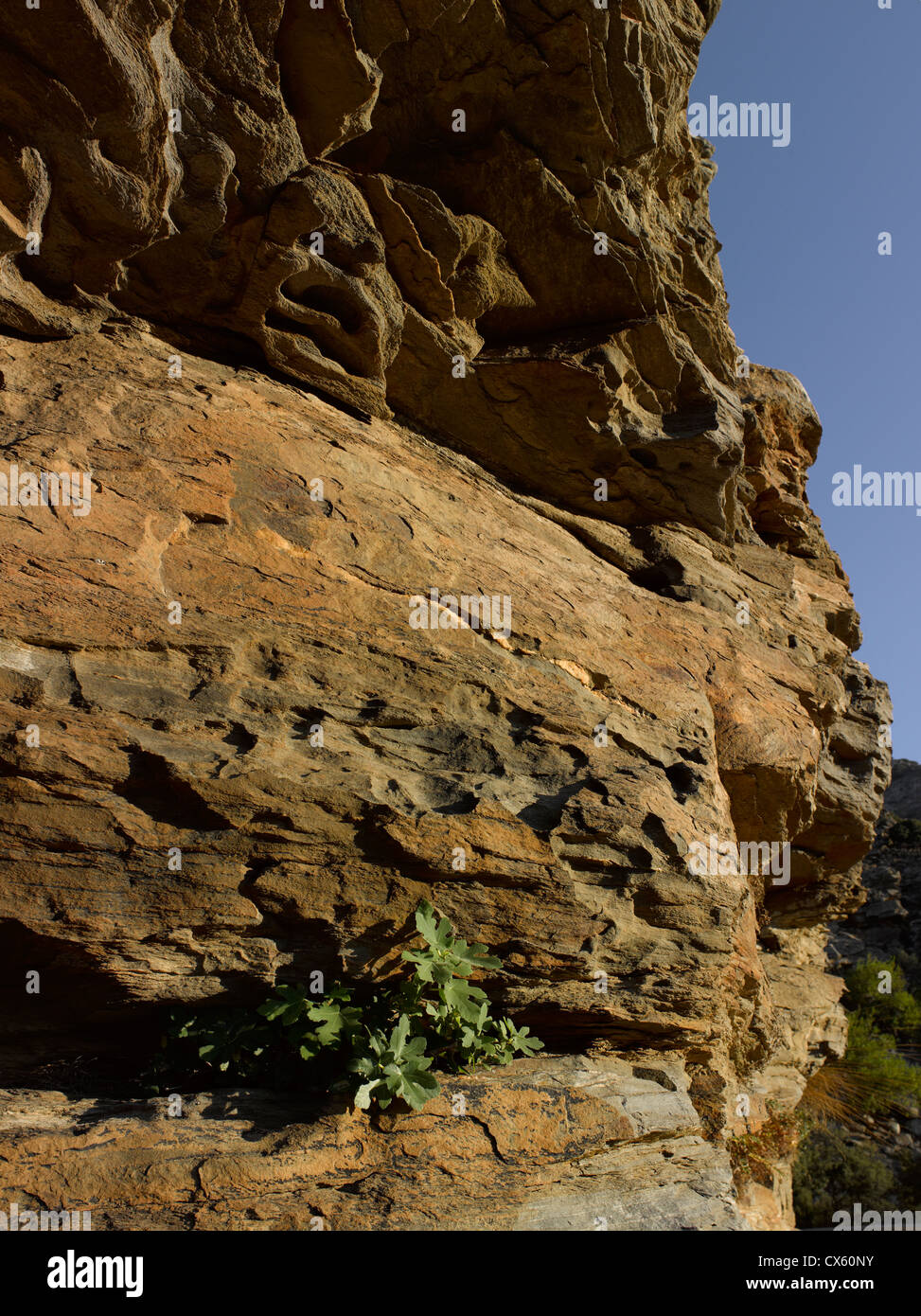 Fig tree growing out of rock Stock Photo - Alamy