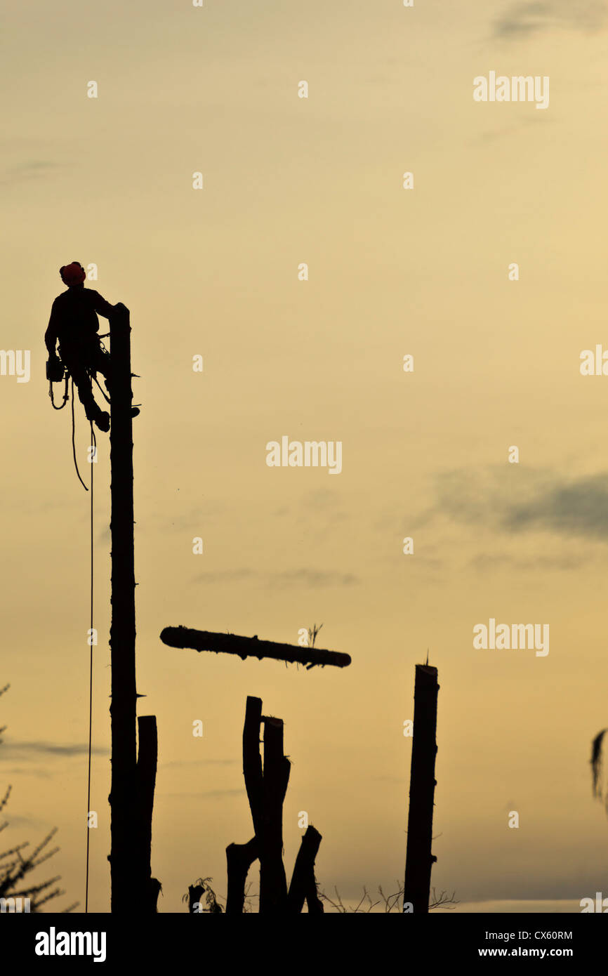 Arborist silhouette hi-res stock photography and images - Alamy