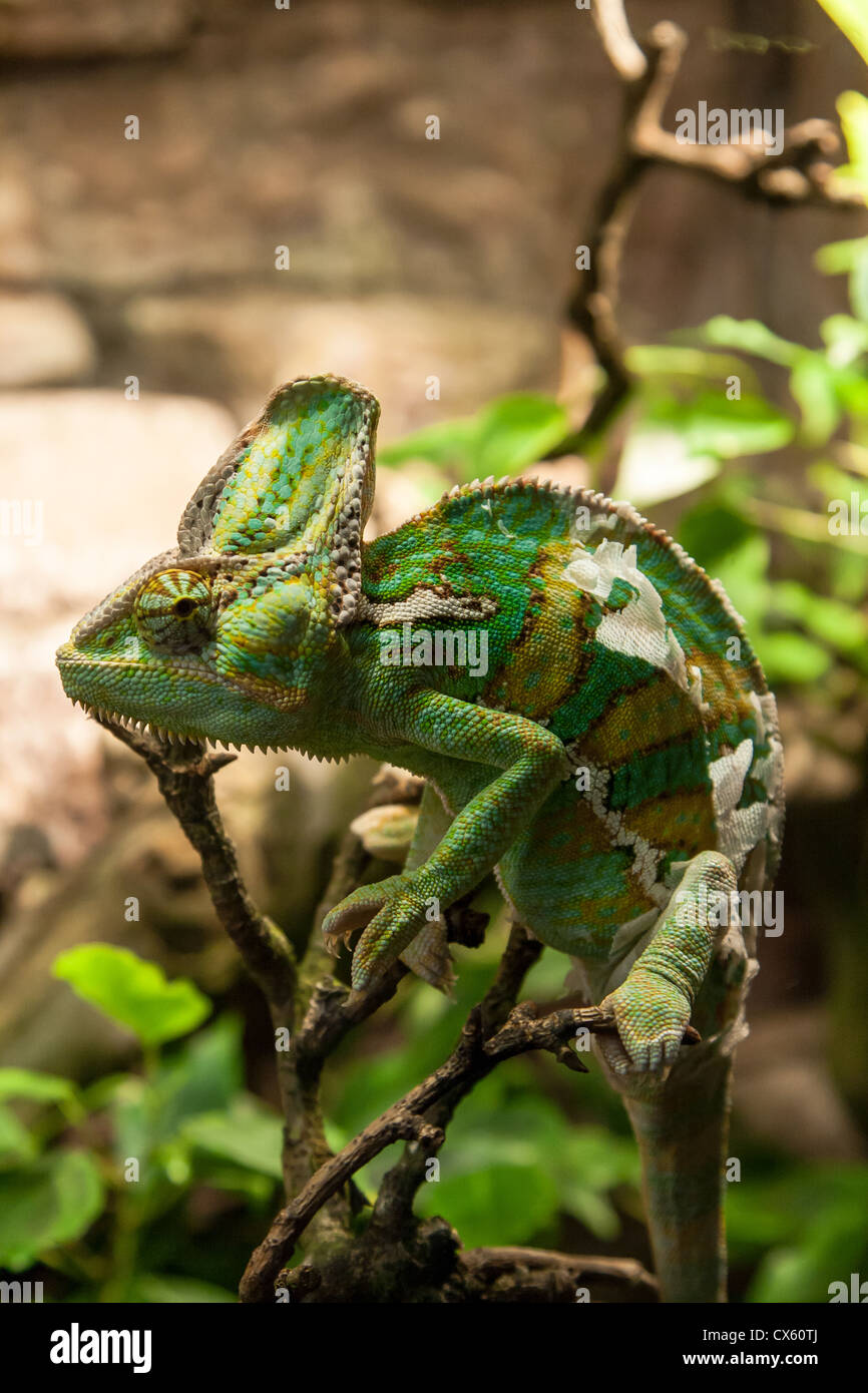 portret small green chameleon on the plante Stock Photo - Alamy