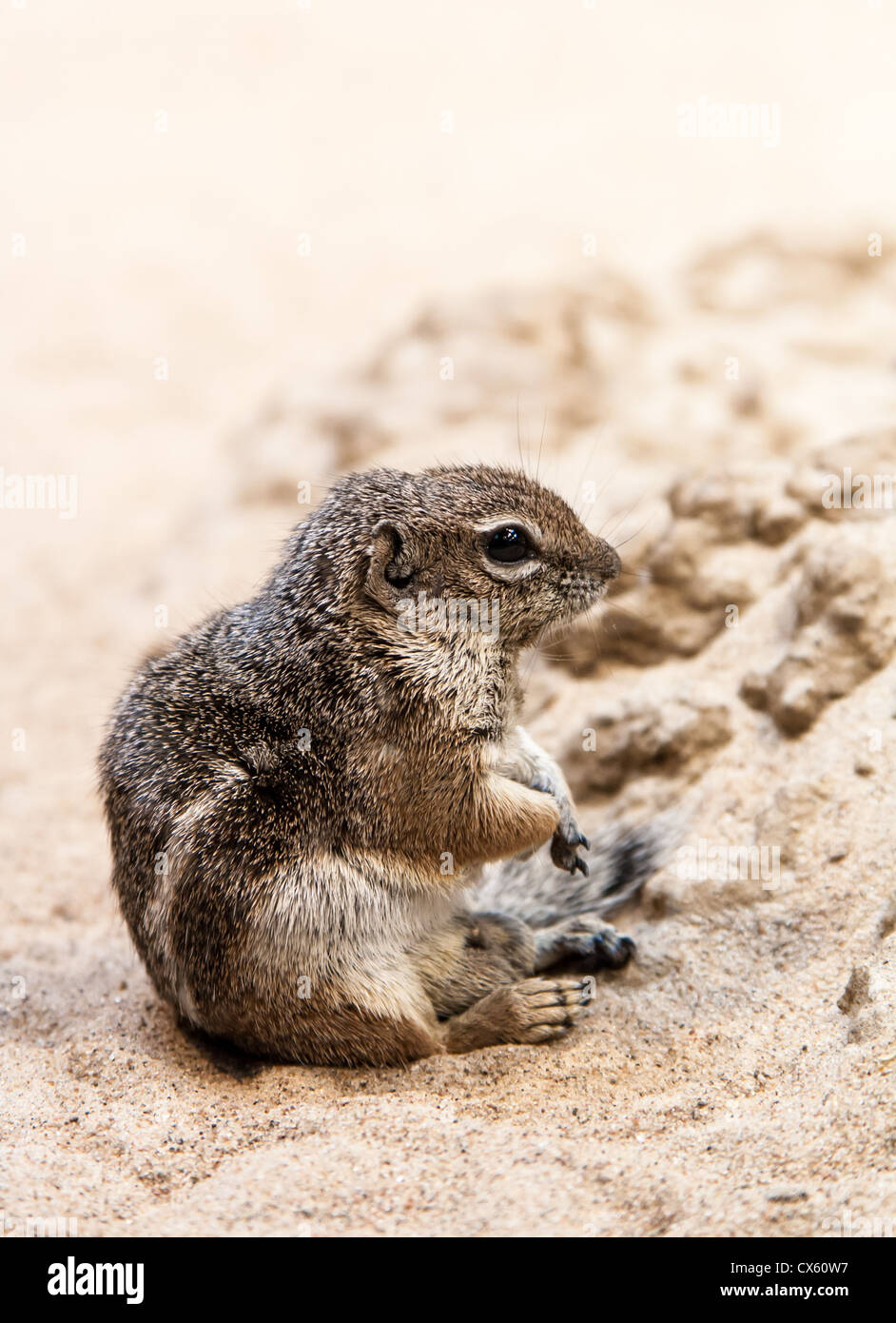 one small ground squirrel sit at sand Stock Photo - Alamy