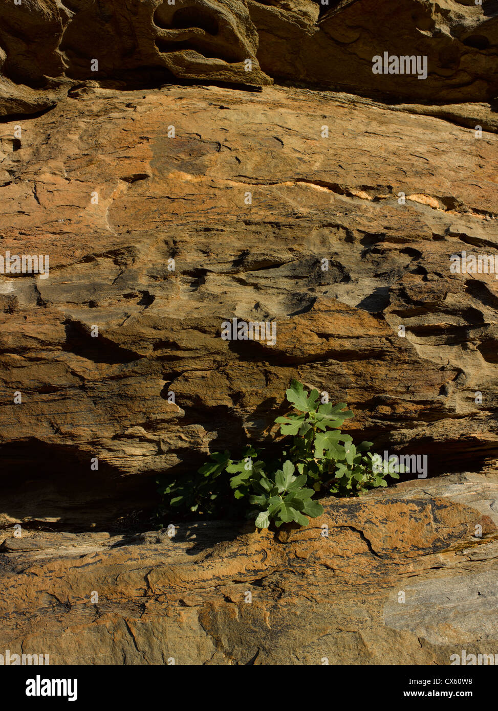 Fig tree growing out of rock Stock Photo - Alamy