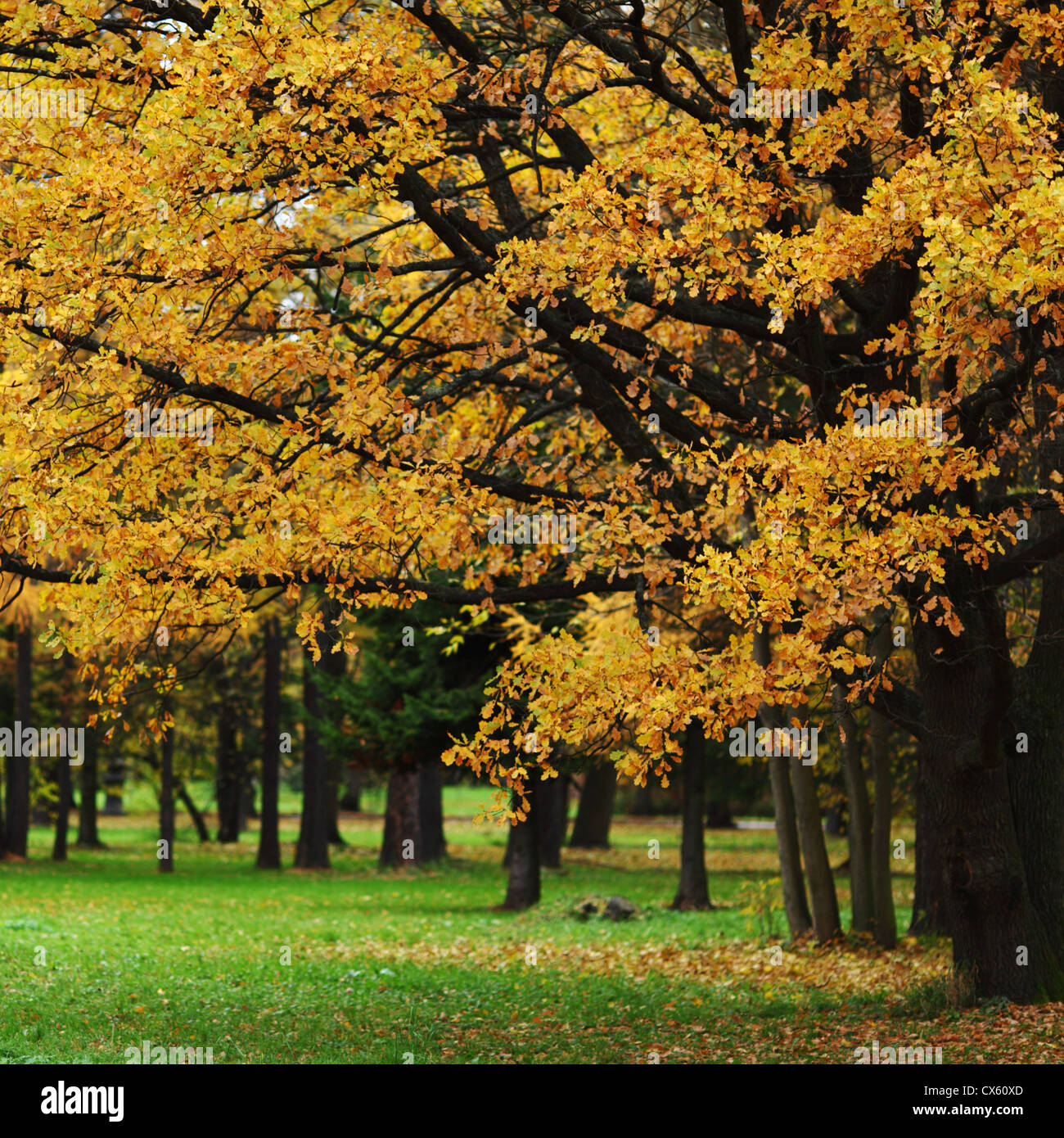 close up autumn trees in park Stock Photo - Alamy