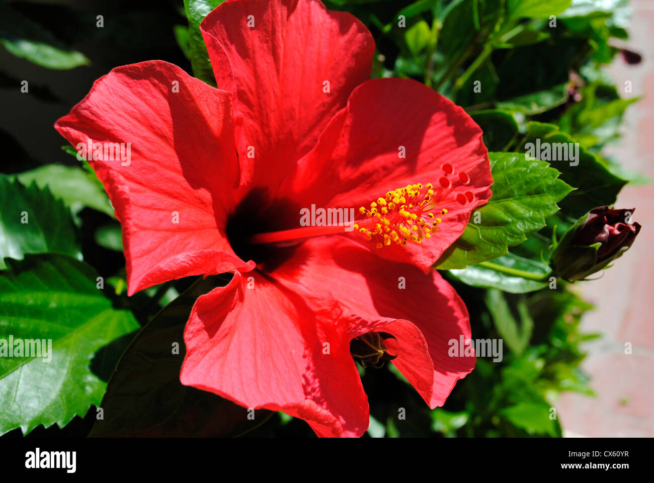 Rose of China (Hibiscus rosa-sinensis Stock Photo - Alamy
