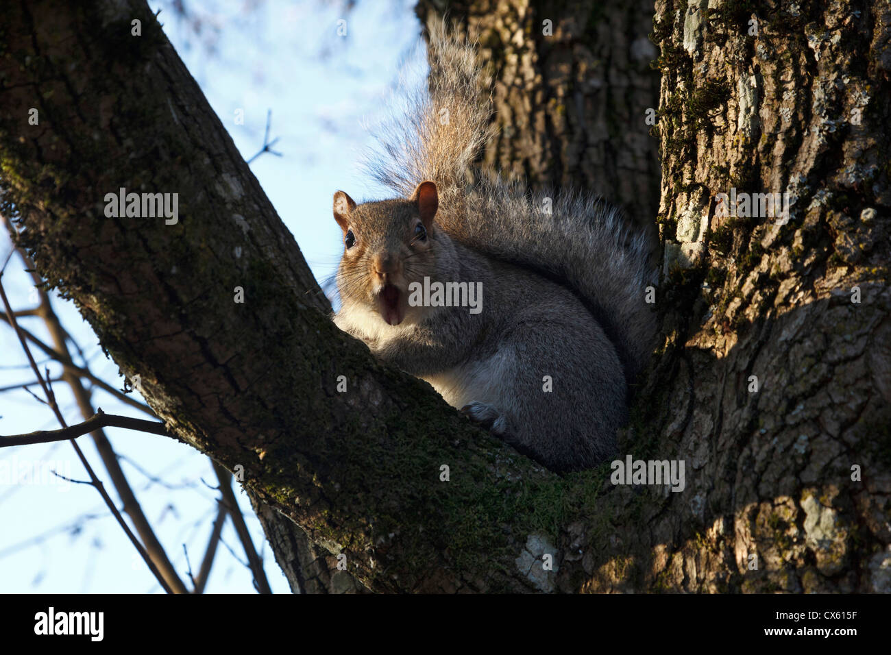 USA, Oregon, Salem, Eastern Gray Squirrel (Sciurus carolinensis ...