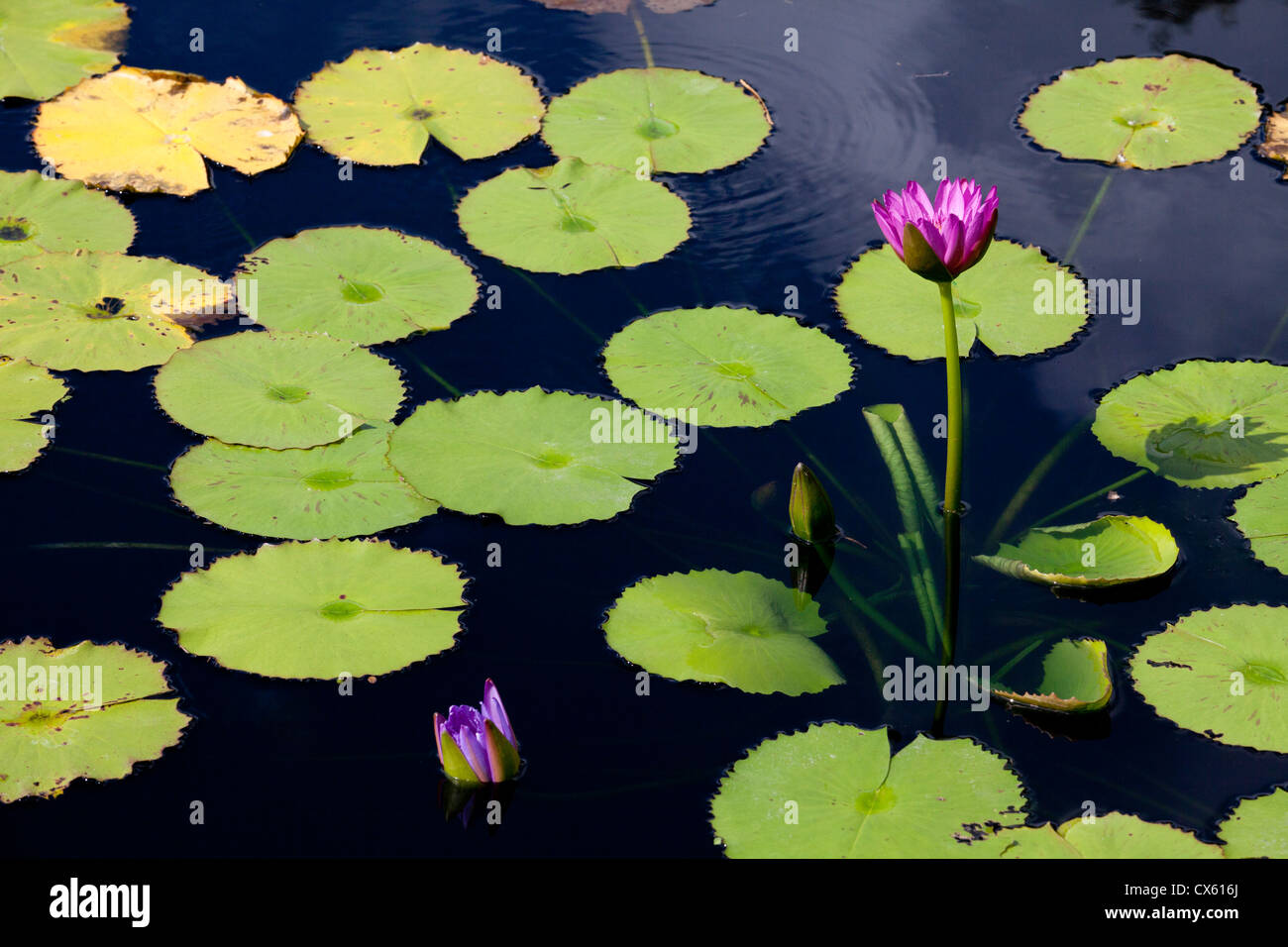 Waterliiies and lily pads float on a pond Stock Photo - Alamy