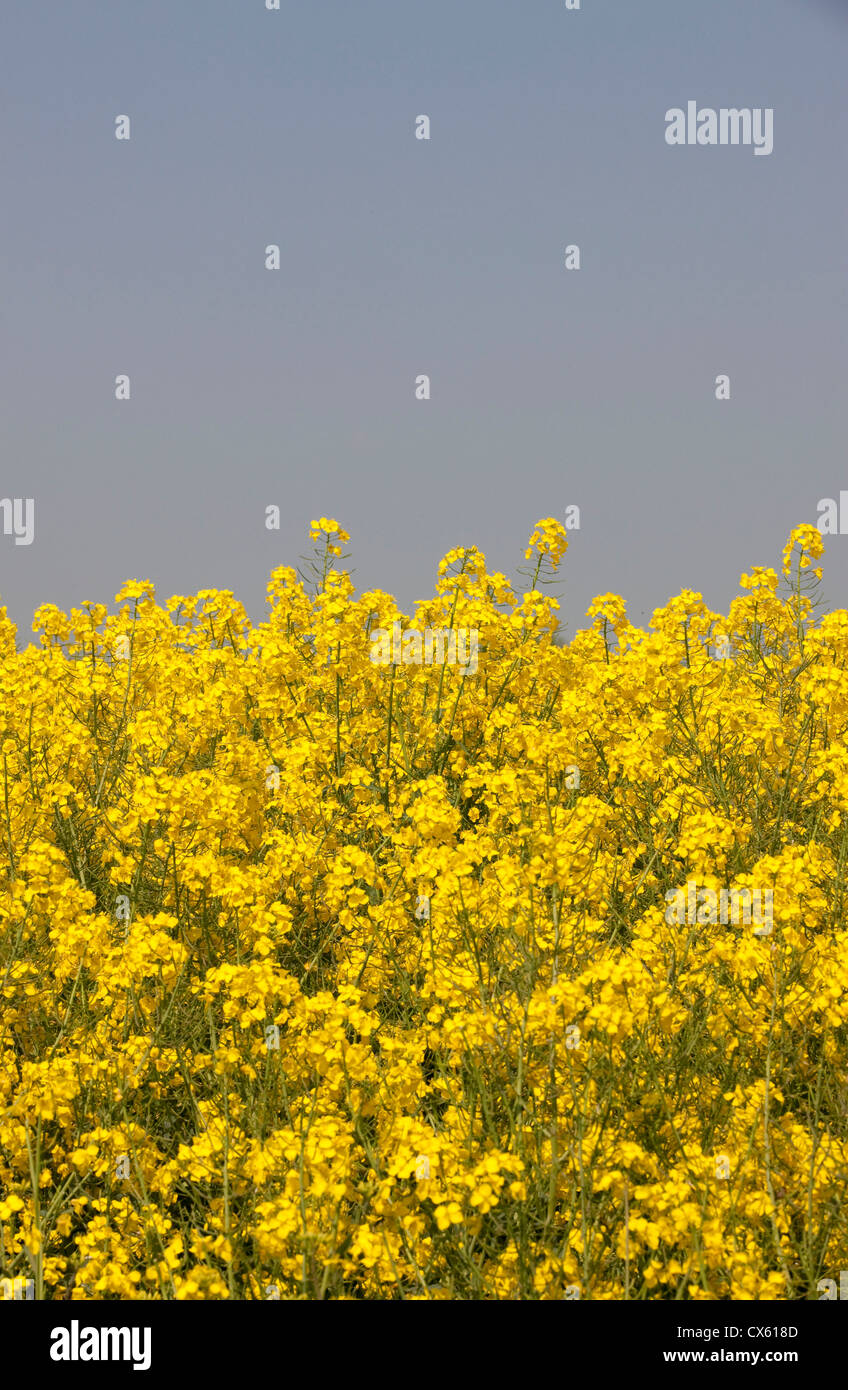 Oilseed Rape in Flower Stock Photo - Alamy