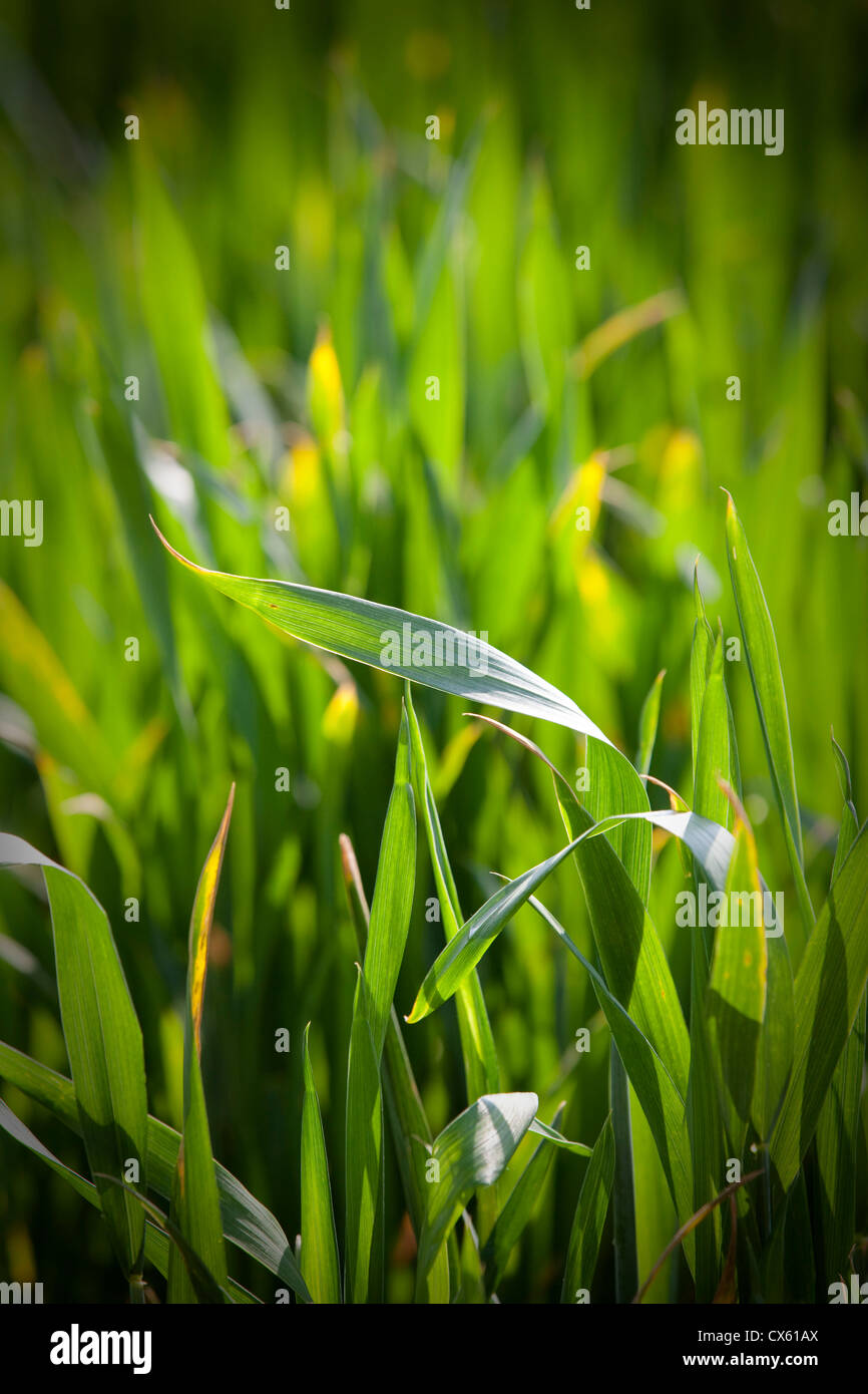 Wheat Flag Leaves Stock Photo - Alamy