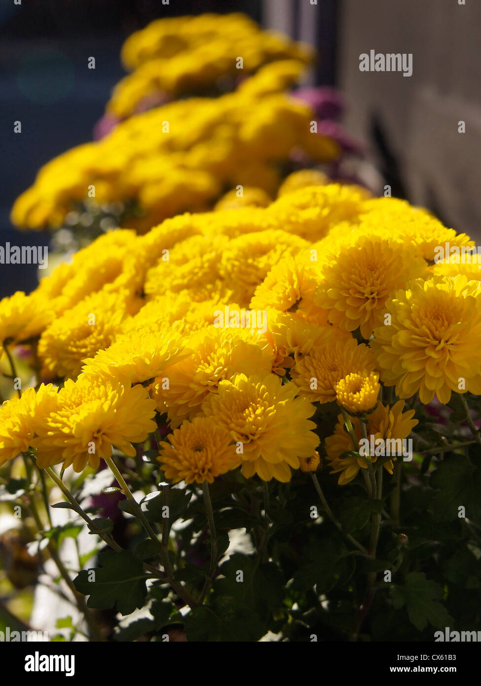 Yellow marigolds bask in sunlight. Providence, Rhode Island, USA Stock ...
