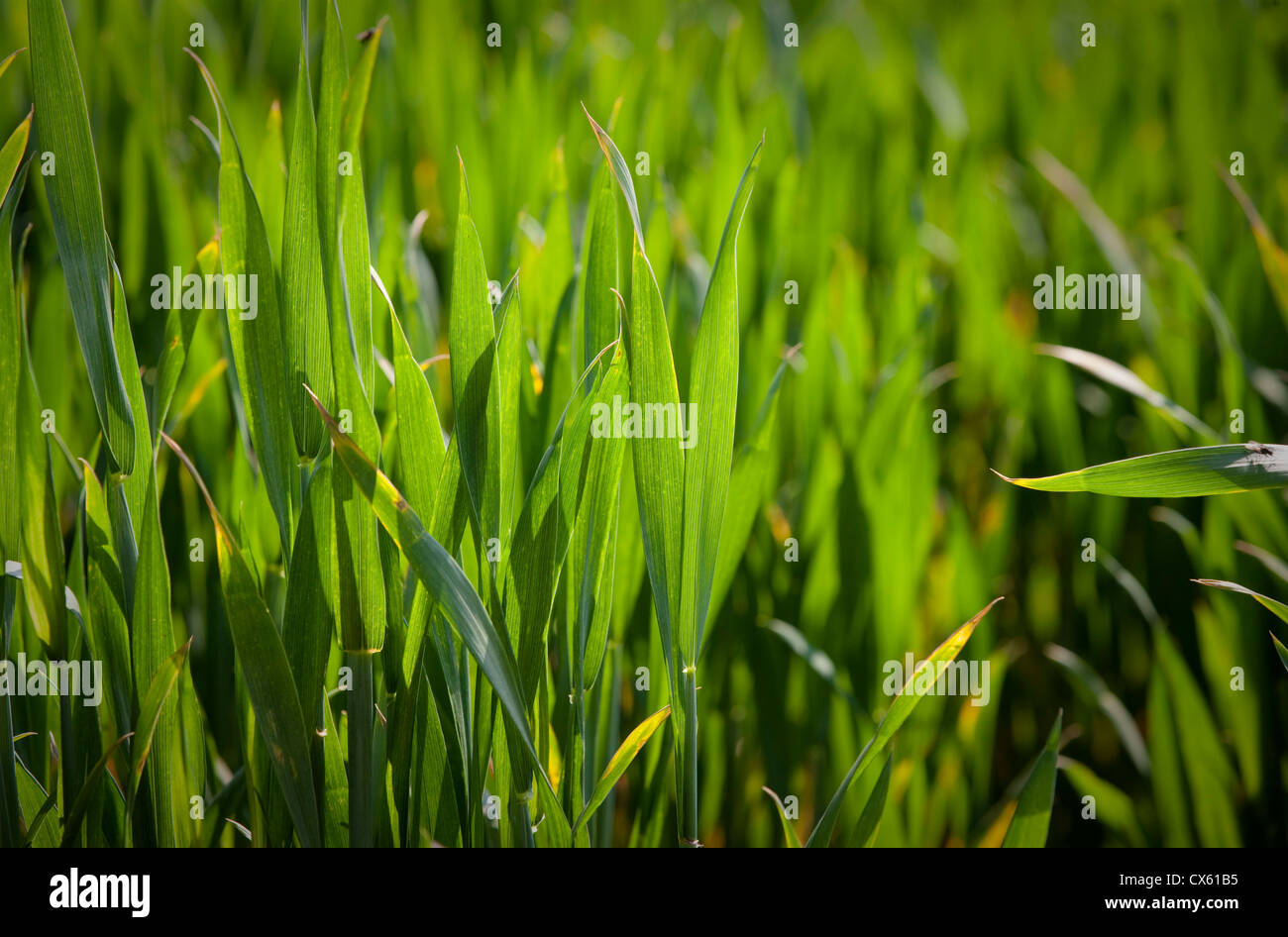 Wheat Flag Leaves Stock Photo - Alamy