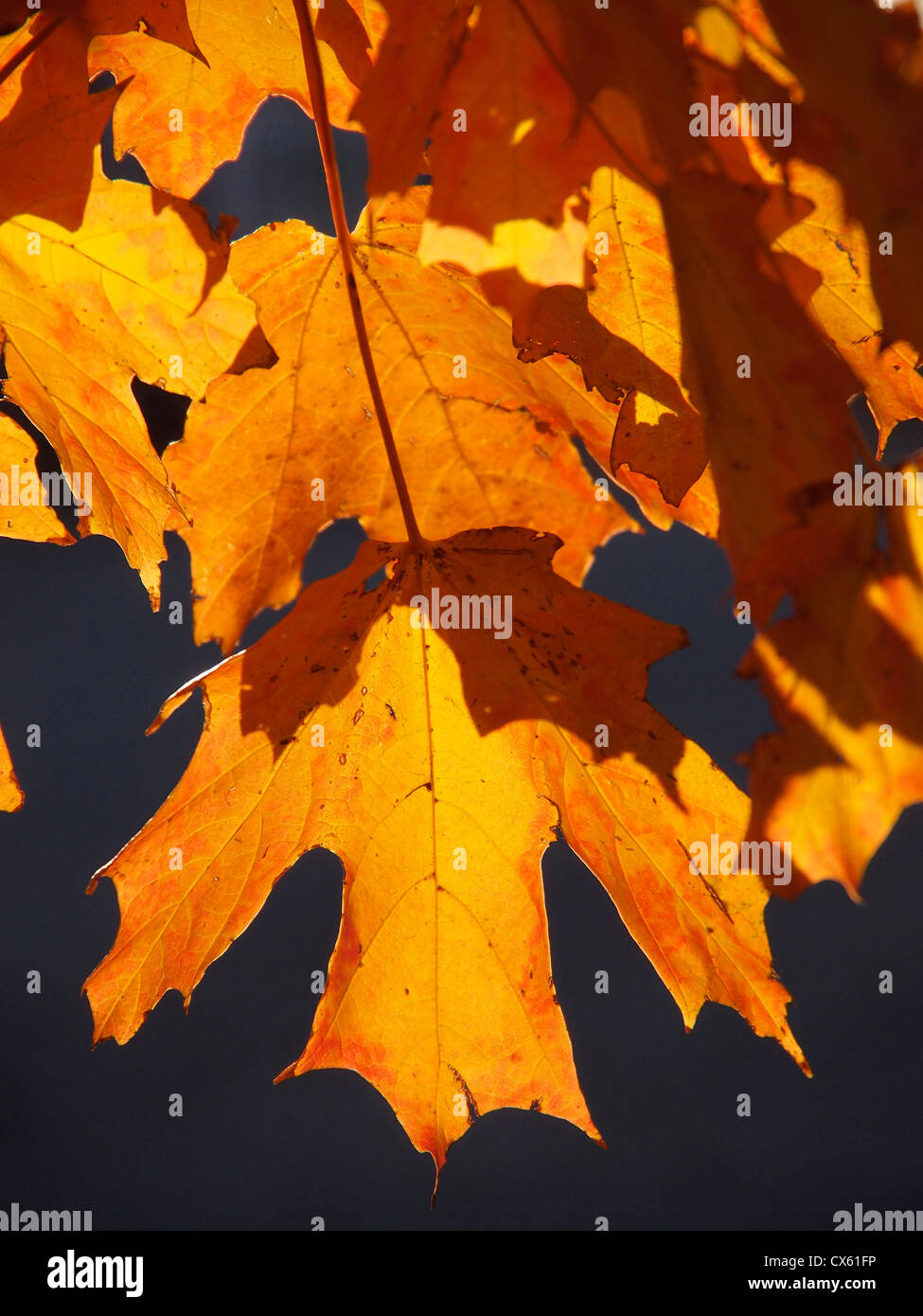 Autumn leaves glow orange and red in brilliant light. Providence, Rhode ...