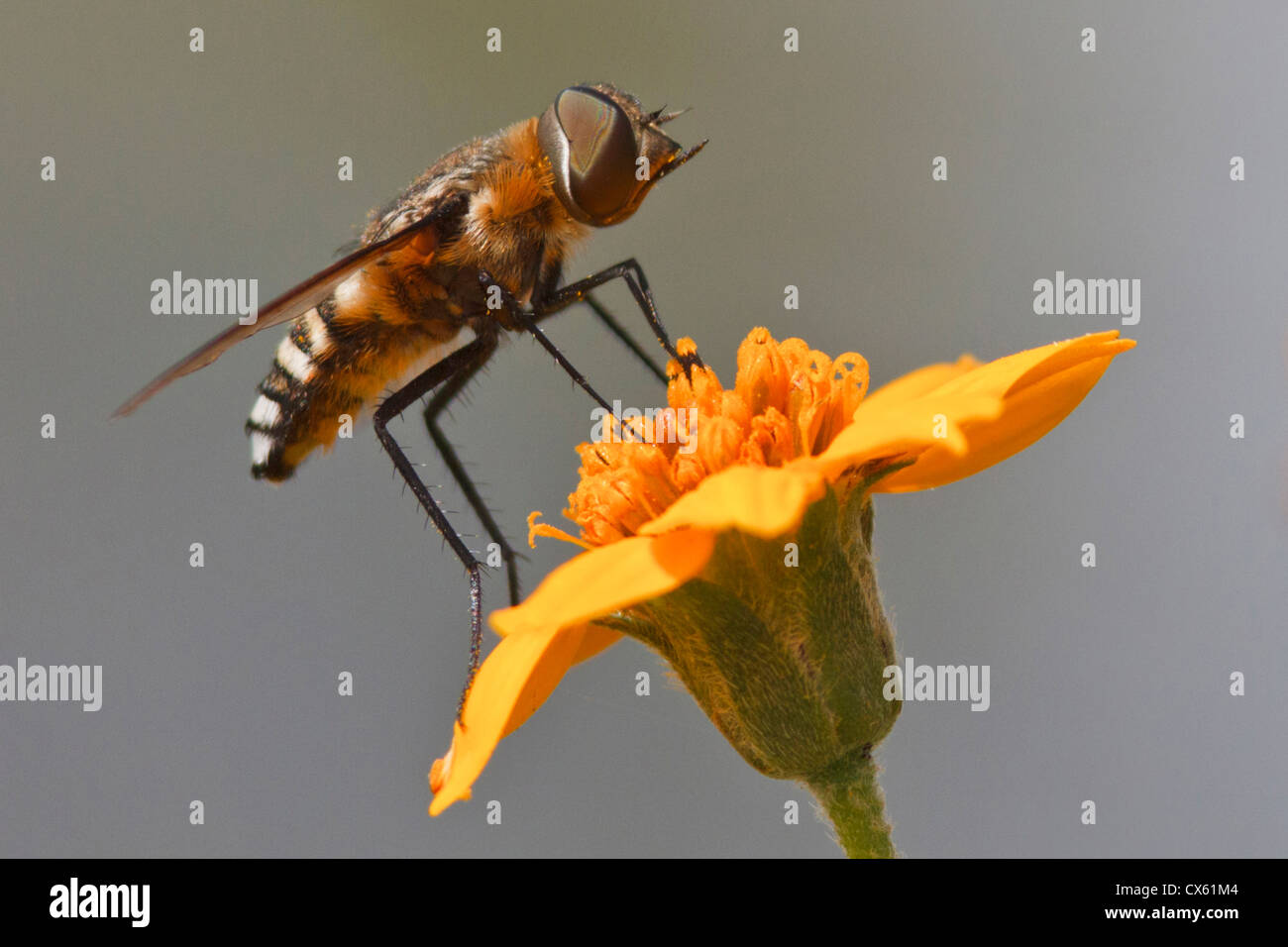 Fly resting on wildflower, Edinburg, Texas Stock Photo - Alamy