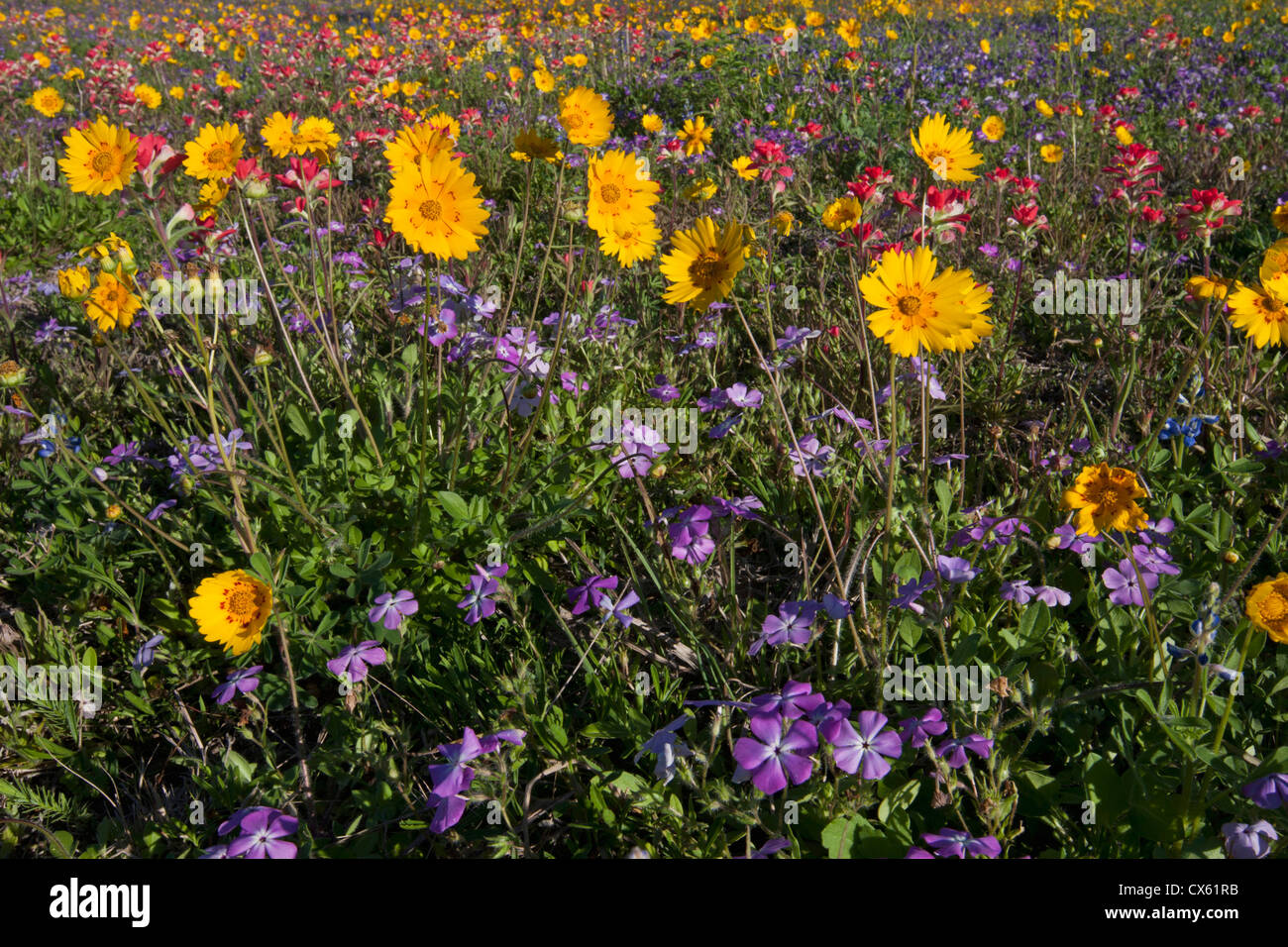Roadside wildflowers in Texas, spring Stock Photo - Alamy