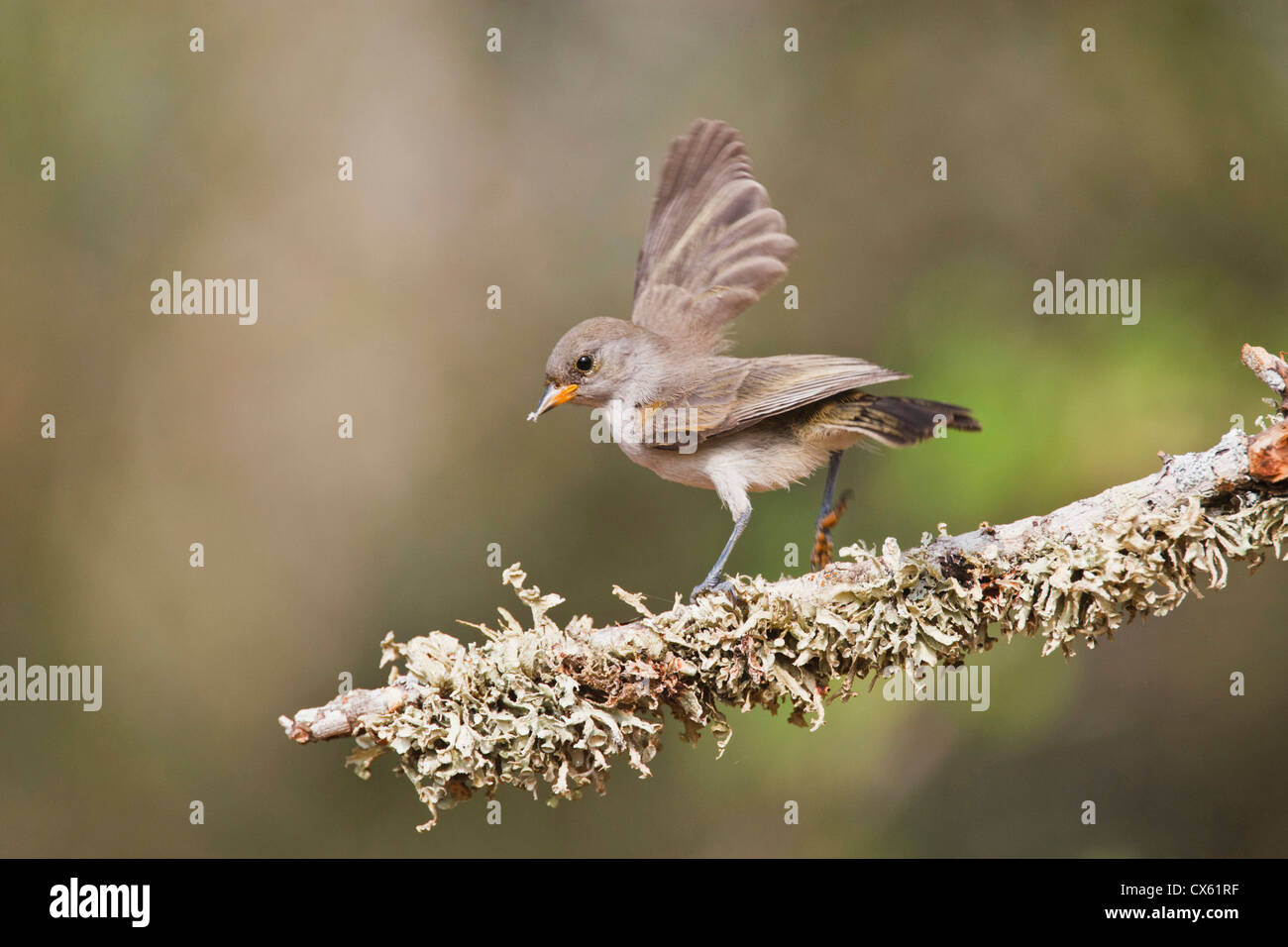 Verdin (Auriparus flaviceps) juvenile on perch Stock Photo - Alamy