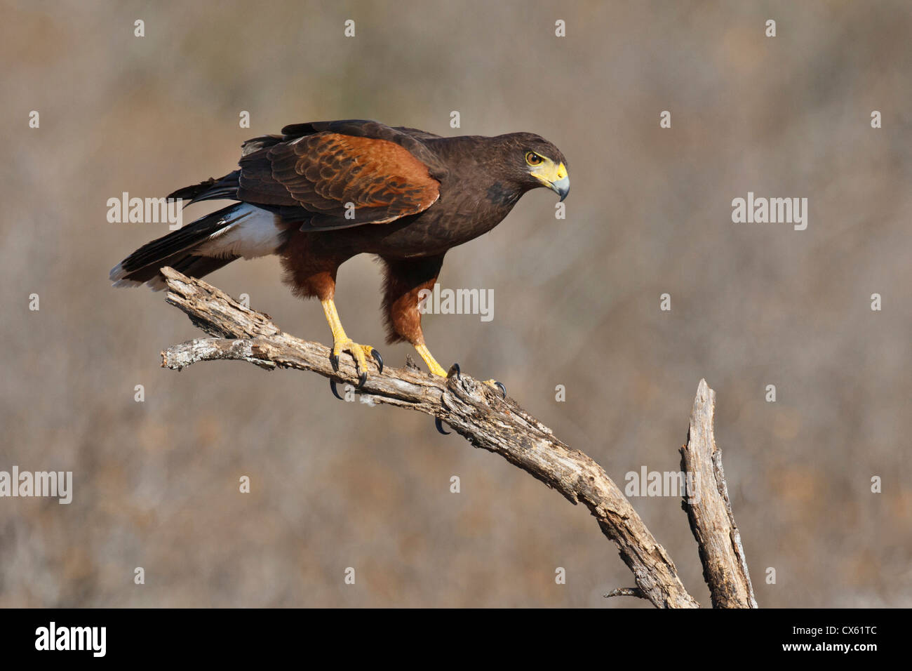 Harris's Hawk (Parabuteo unicinctus) perched raptor Stock Photo - Alamy