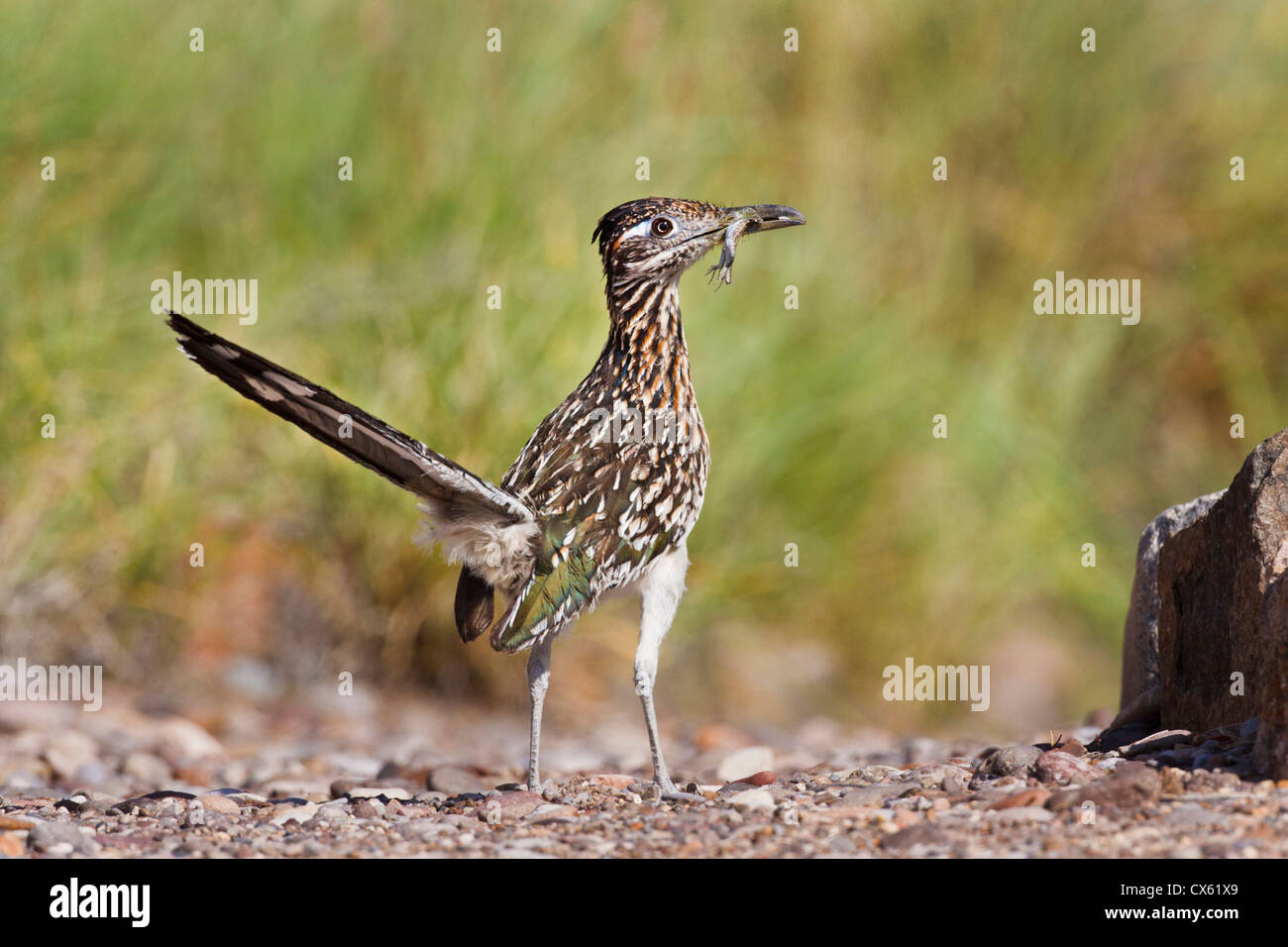 Greater Roadrunner (Geococcyx californianus) in Texas Stock Photo - Alamy