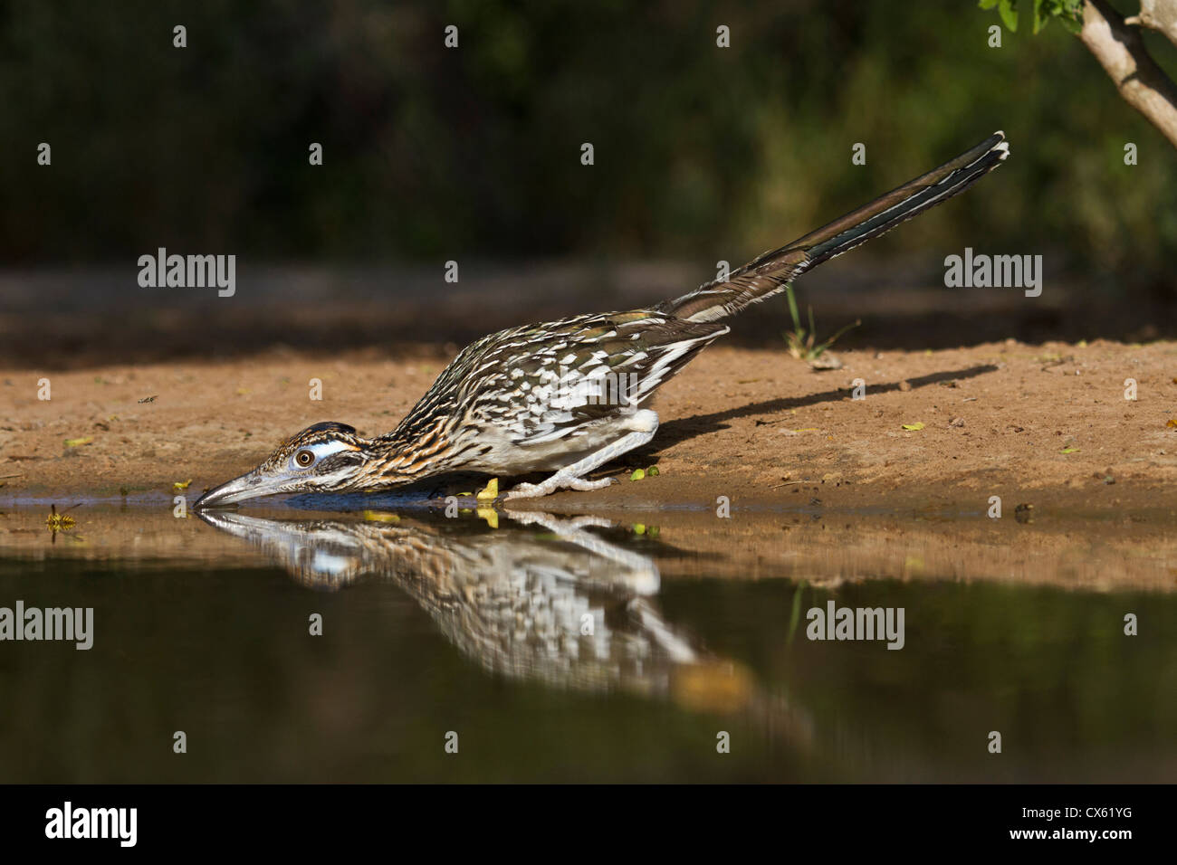 Greater Roadrunner (Geococcyx californianus) in Texas Stock Photo - Alamy