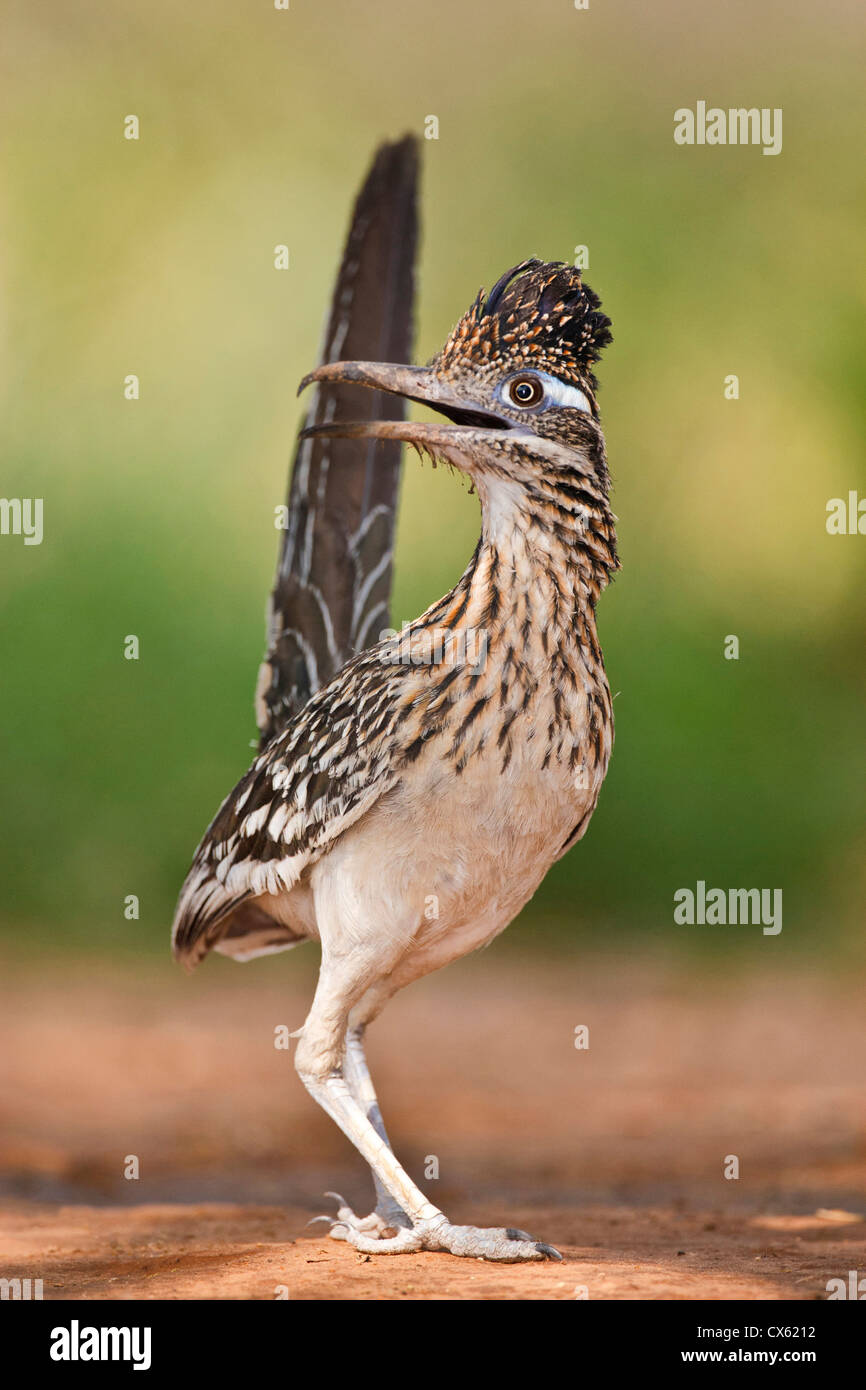 Géococcyx californianus hi-res stock photography and images - Alamy
