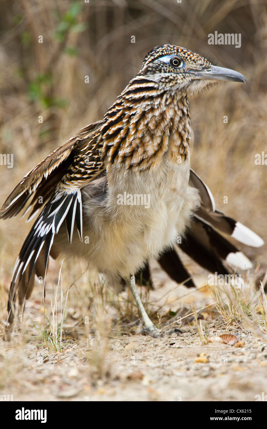 Greater Roadrunner (Geococcyx californianus) in Texas Stock Photo - Alamy