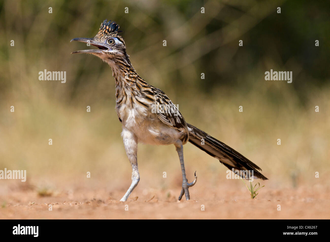 Greater Roadrunner (Geococcyx californianus) in Texas Stock Photo - Alamy