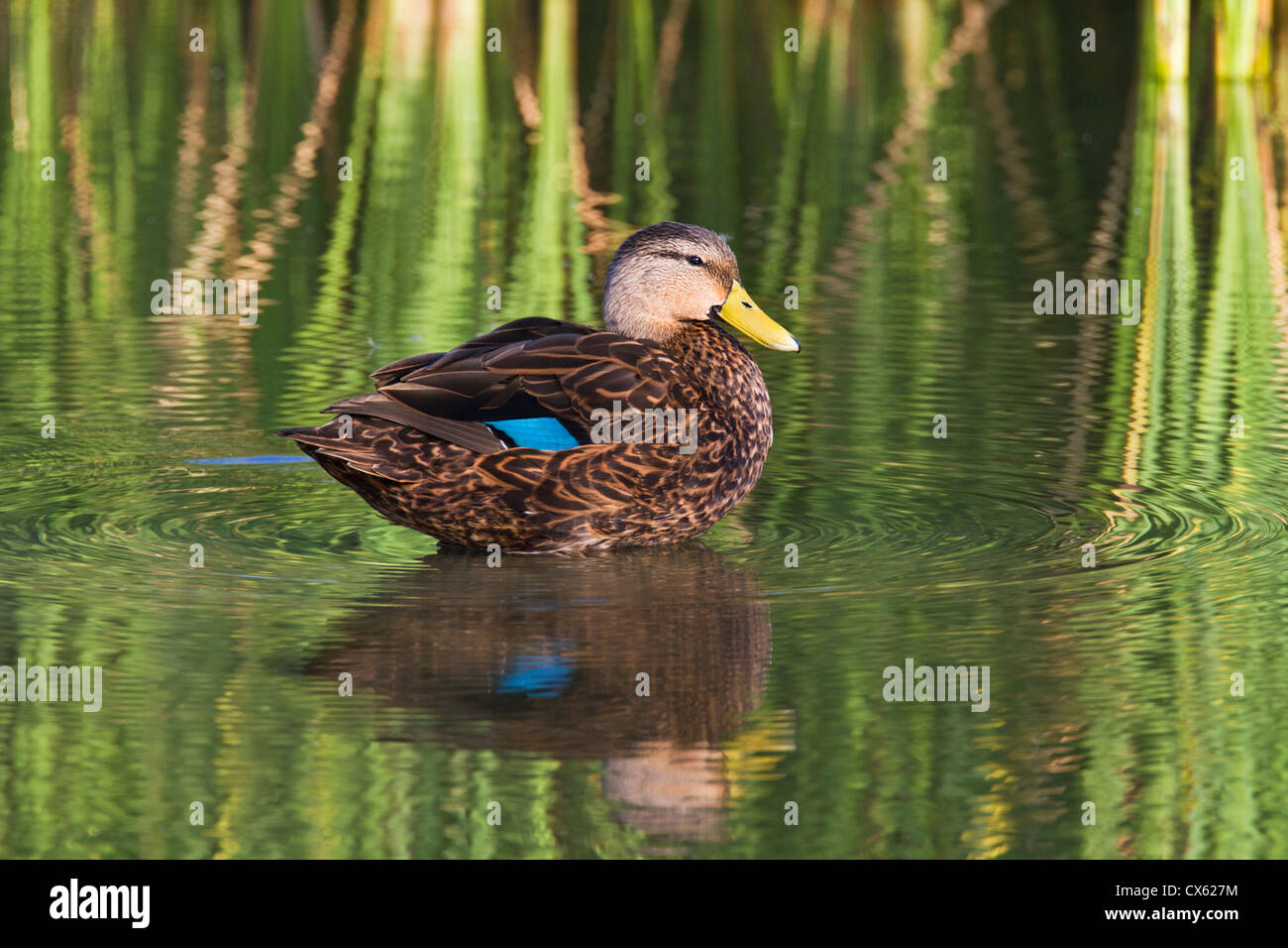 Mottled duck hi-res stock photography and images - Alamy